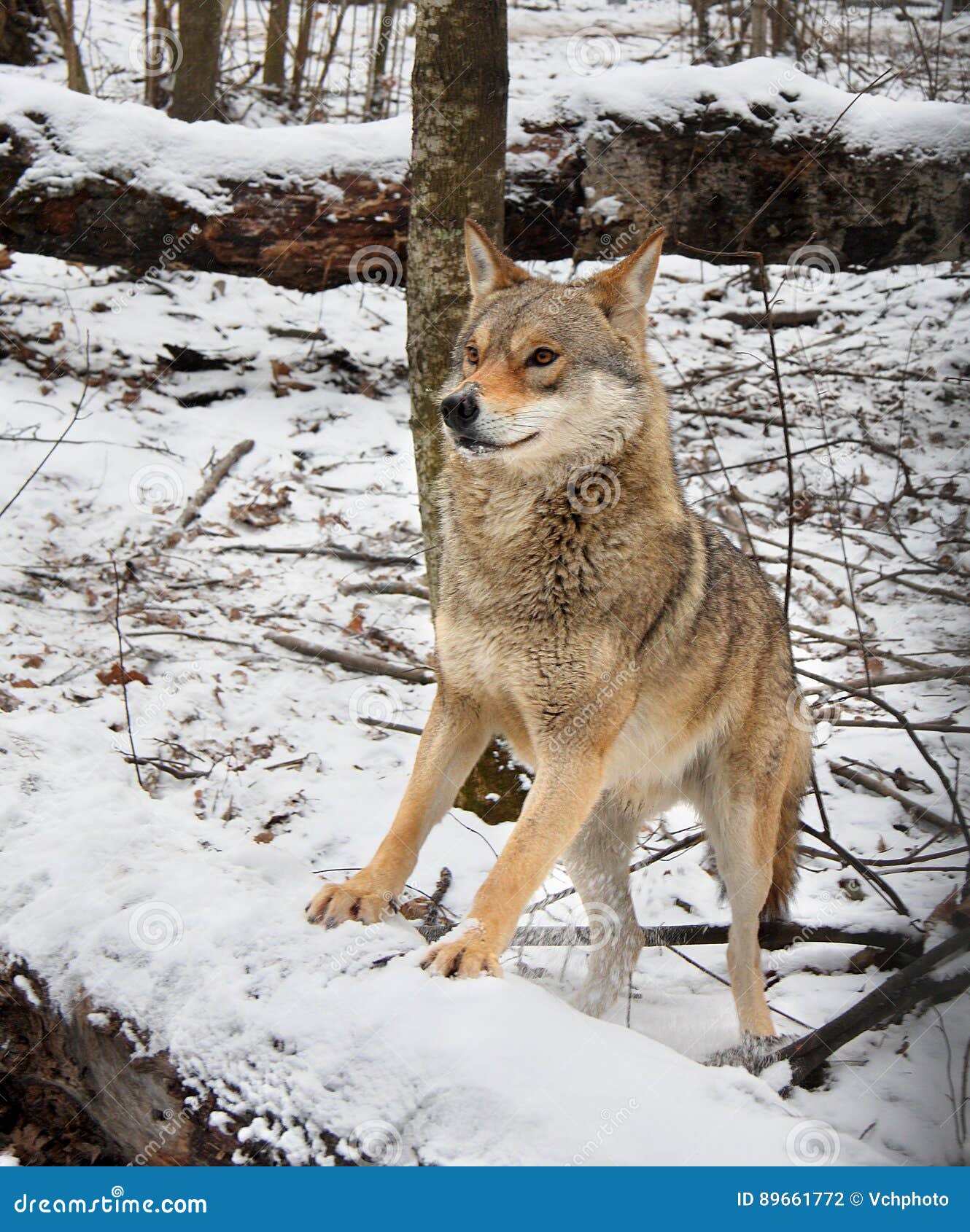 The Wolf with Paws on the Tree Stock Photo - Image of beautiful ...