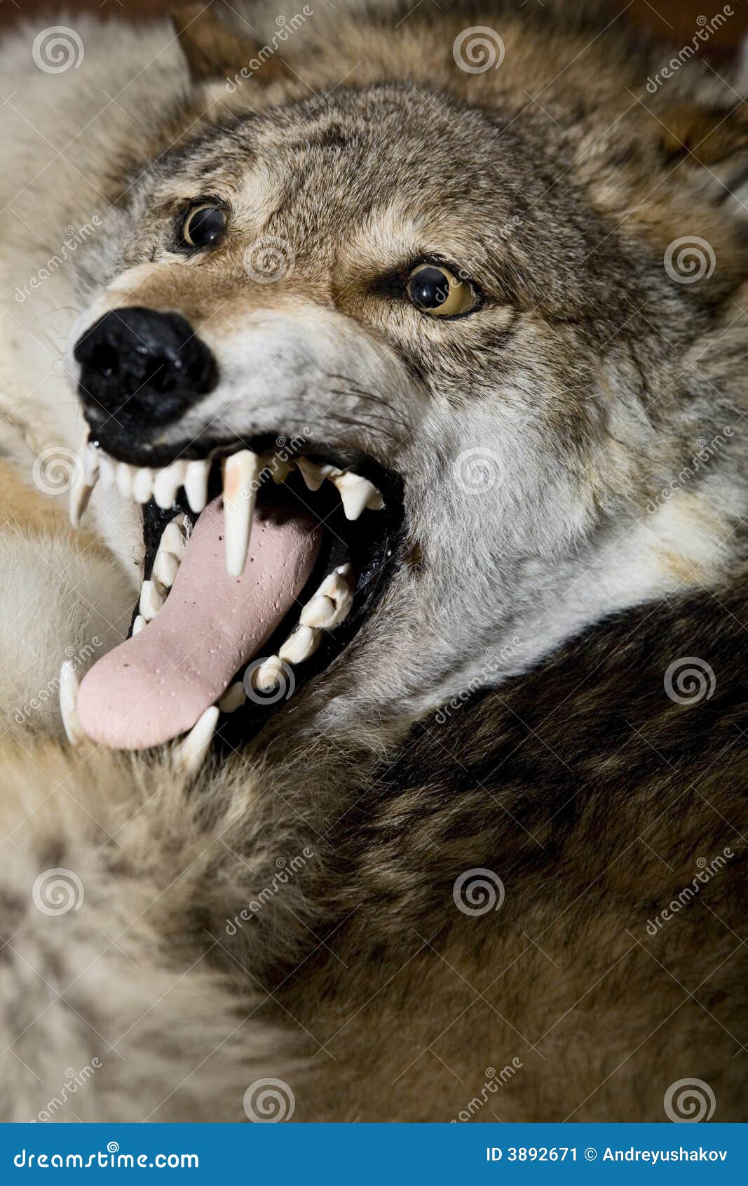Wolf Pelt Long House Stock Photos - Free & Royalty-Free Stock Photos ...