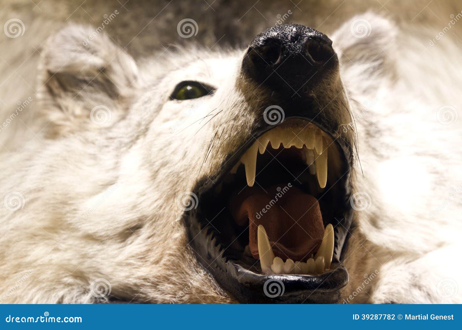 Wolf pelt stock photo. Image of white, pelt, open, snout - 39287782