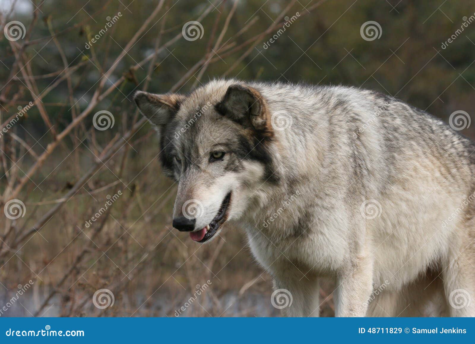 Wolf stock image. Image of pack, prey, wolf, carnivoran - 48711829