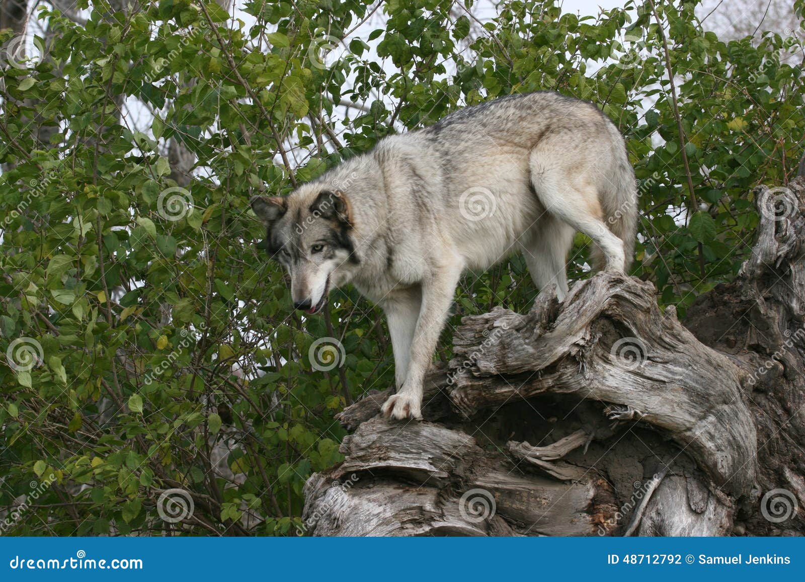 Wolf stock photo. Image of stalker, landscape, snout - 48712792