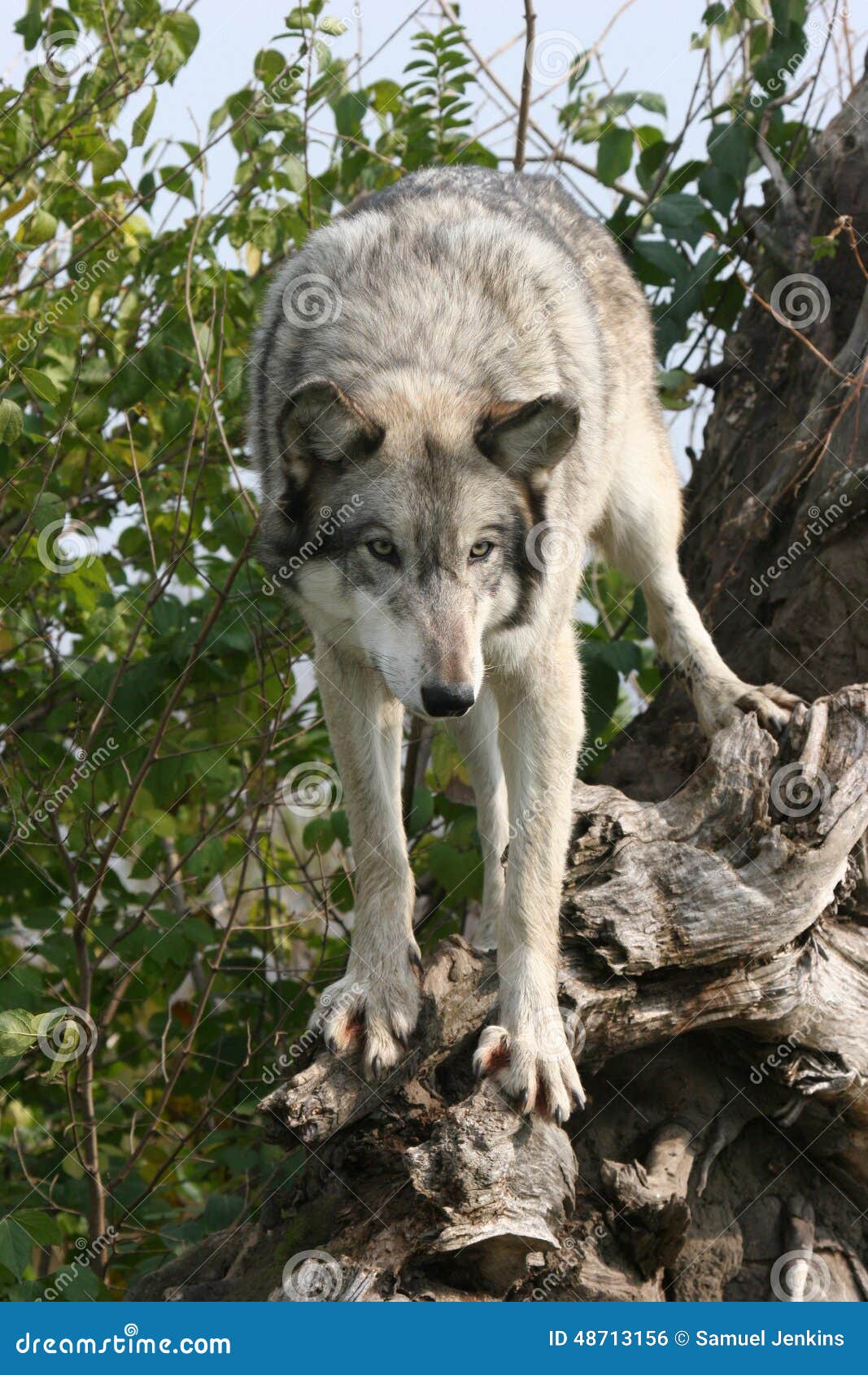 Wolf stock photo. Image of stalker, prey, landscape, wolves - 48713156