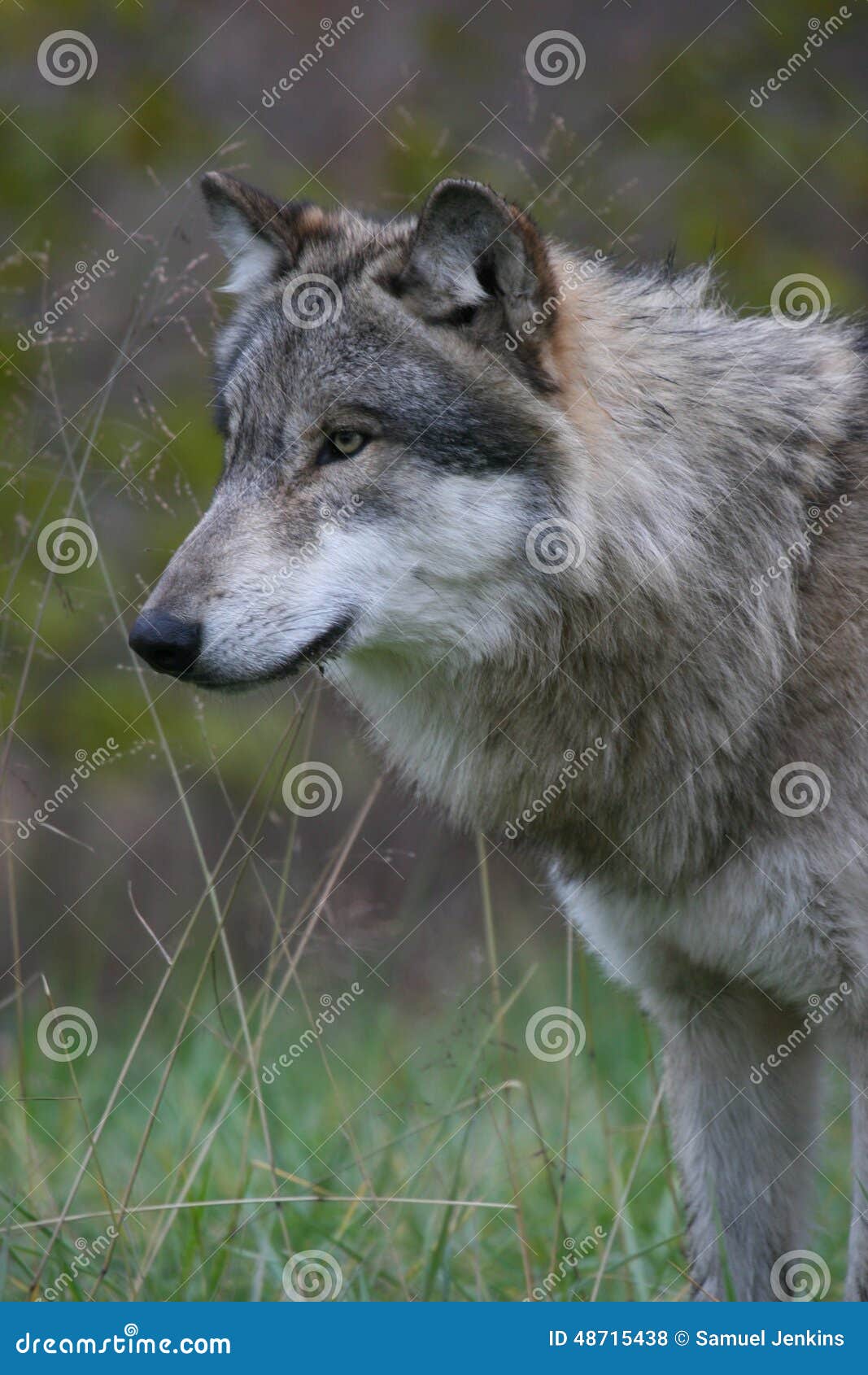 Wolf stock photo. Image of cannine, stalker, nature, animals - 48715438