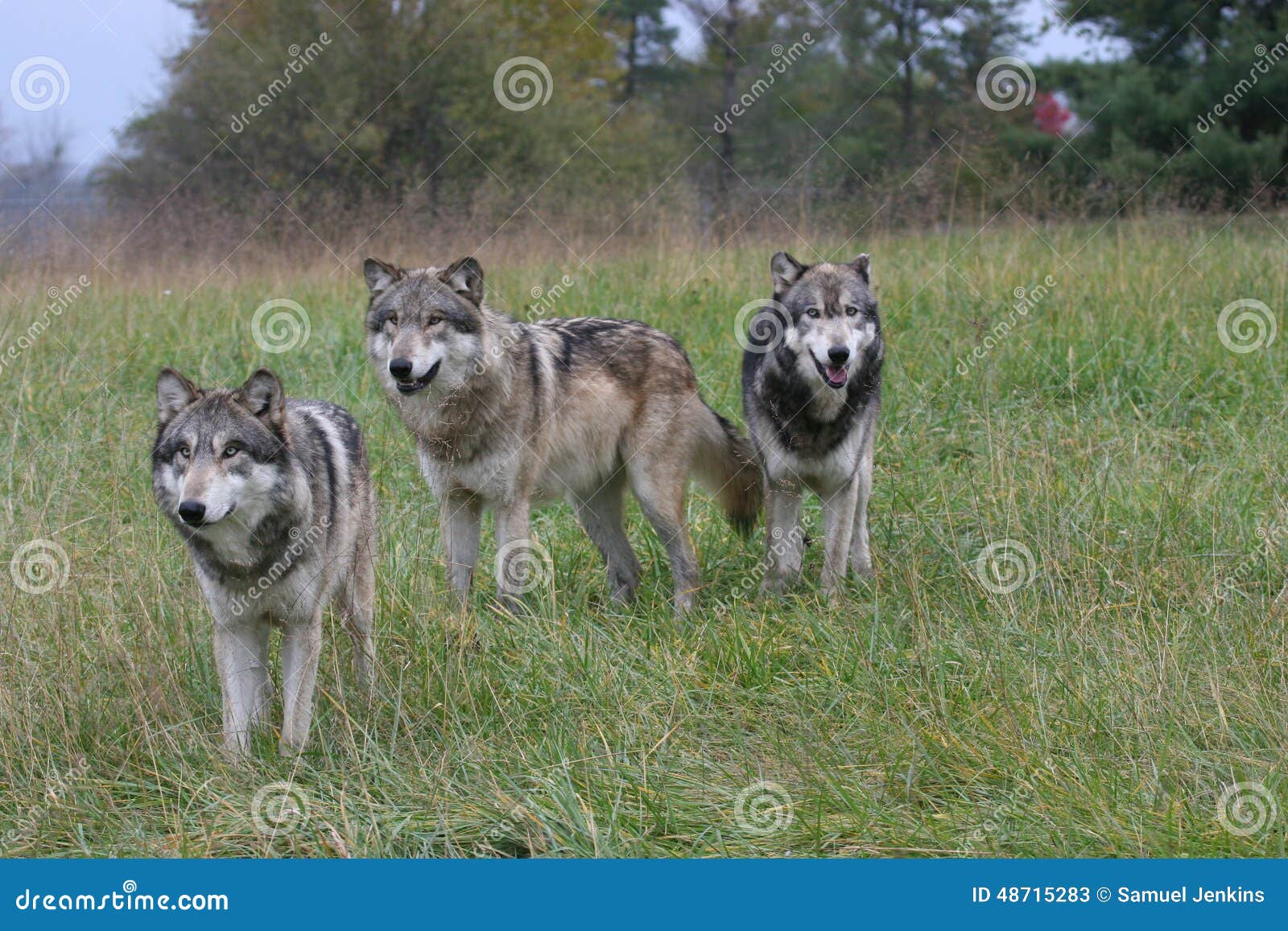 Wolf stock image. Image of stalker, grey, landscape, cannine - 48715283