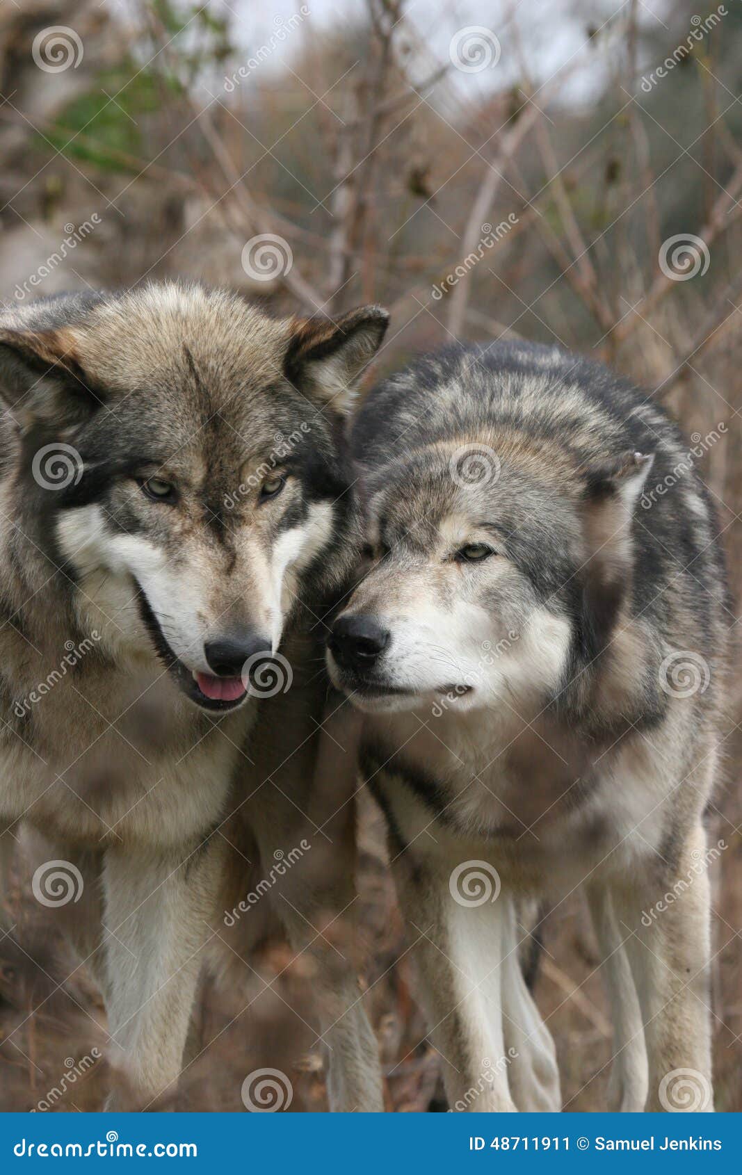 Wolf stock image. Image of timber, wolves, cannine, prey - 48711911