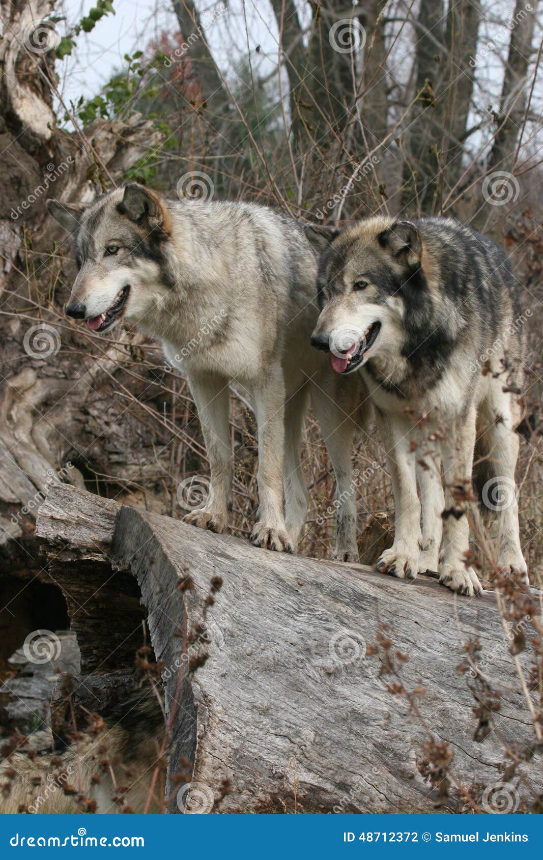 Wolf stock photo. Image of timber, wolfdog, nature, wolves - 48712372