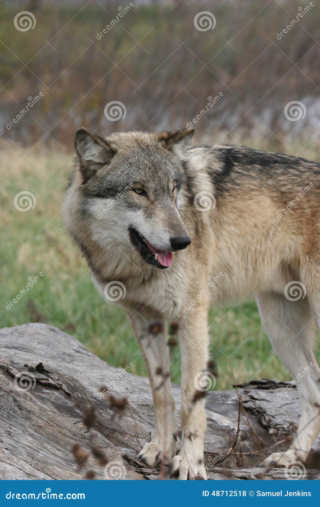 Wolf stock photo. Image of landscape, pack, timber, stalker - 48712518