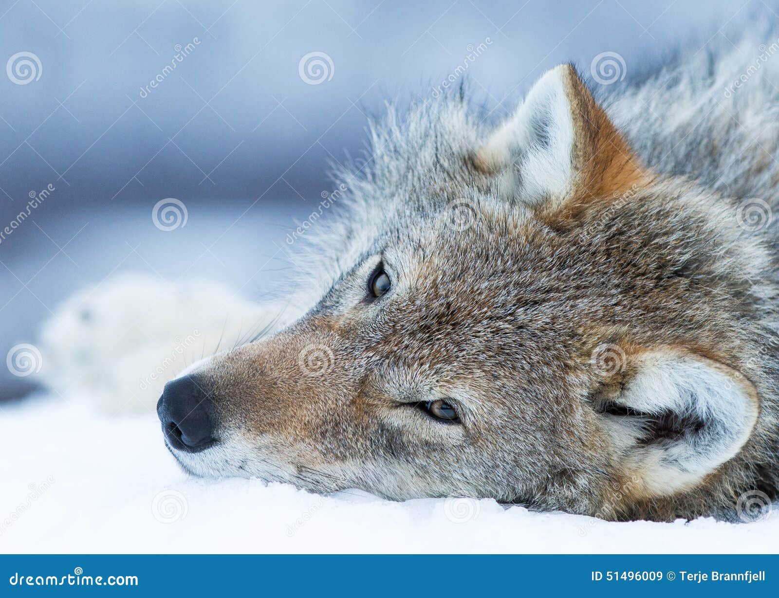 Wolf stock image. Image of coyote, winter, snout, portrait - 51496009