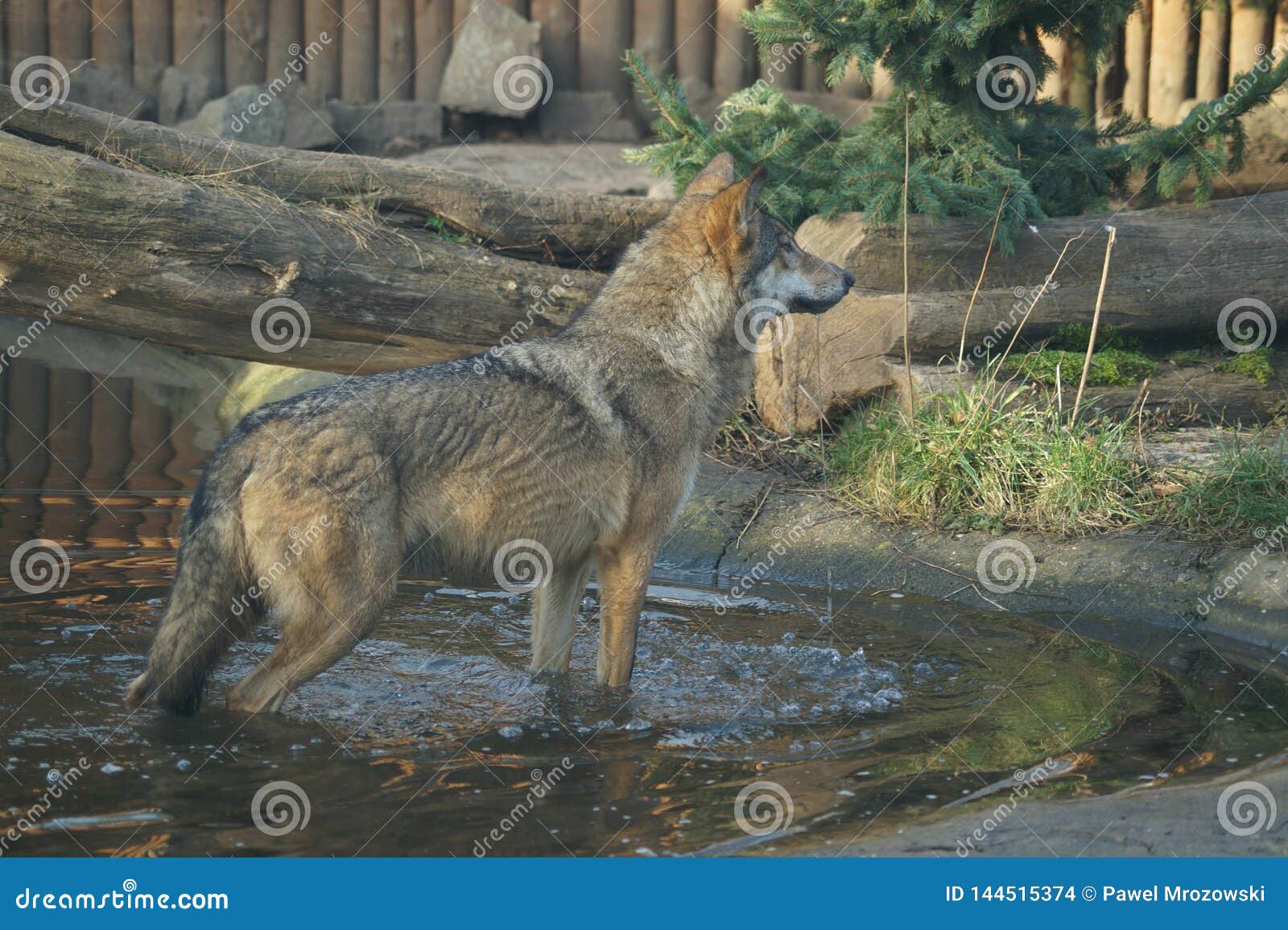 Wolf in the pool stock photo. Image of water, wolf, wild - 144515374