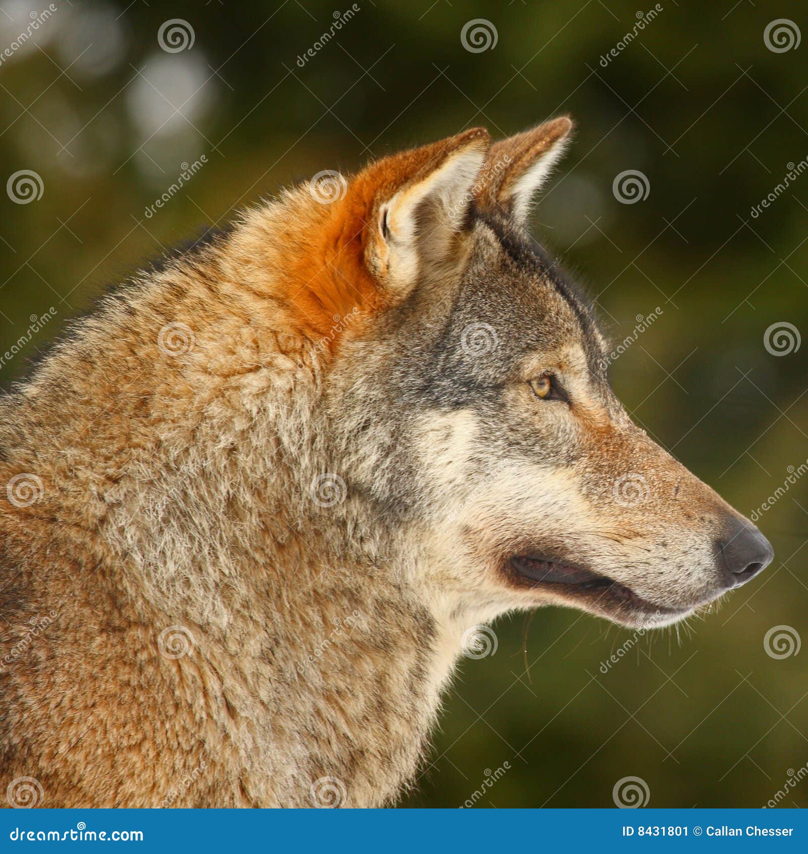 3,483 Timber Wolf Head Photos - Free & Royalty-Free Stock Photos from ...