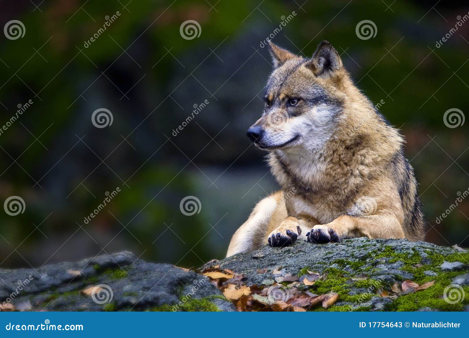 Wolf portrait stock image. Image of looks, wild, watch - 17754643