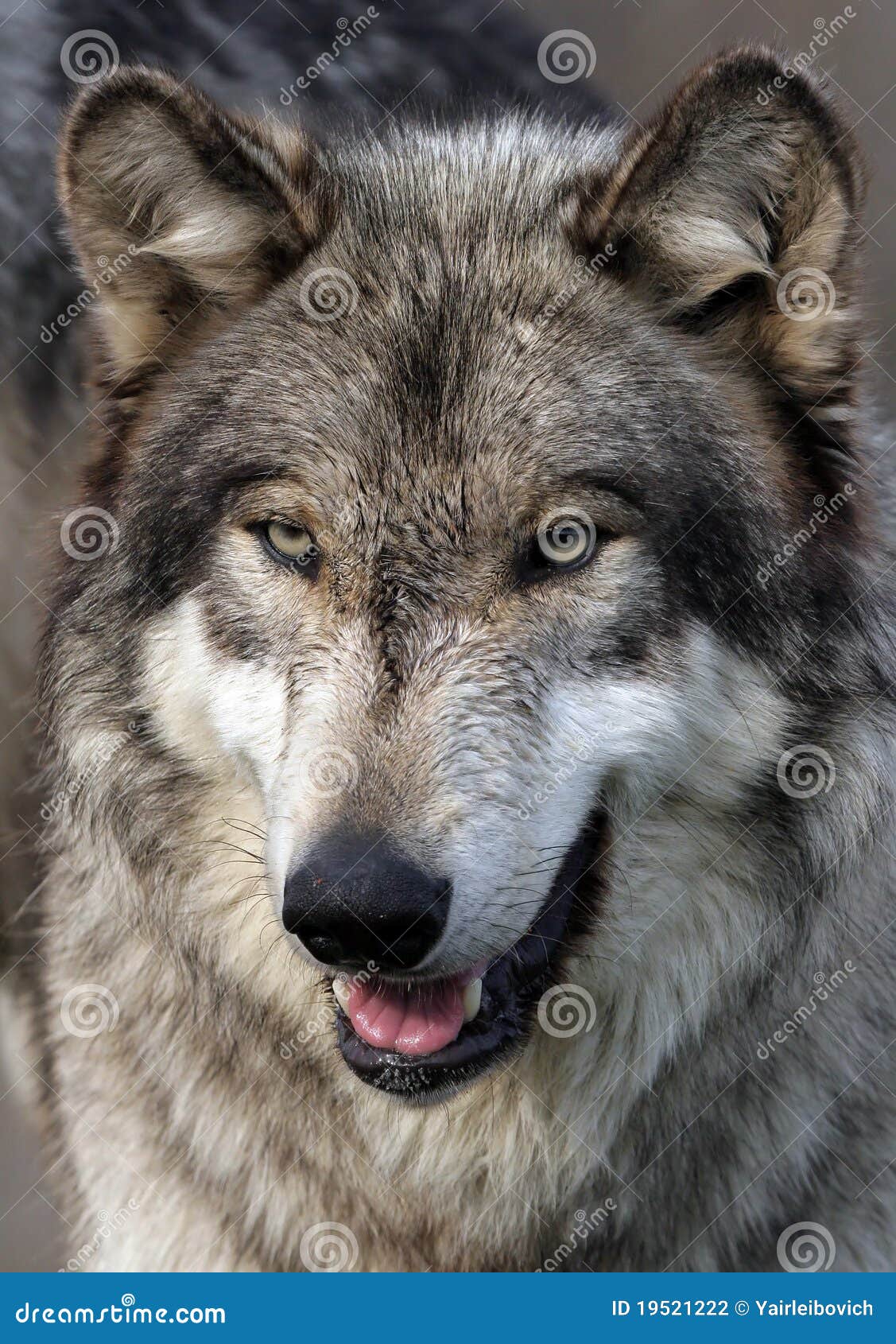 Wolf portrait stock photo. Image of portrait, lupus, wildlife - 19521222