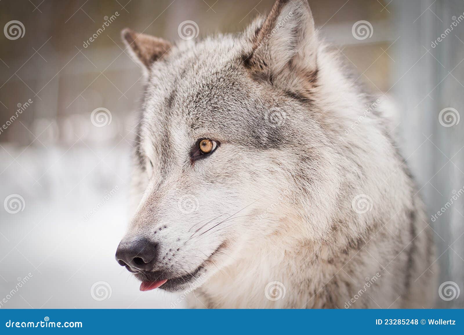 Wolf portrait stock photo. Image of domesticated, animal - 23285248