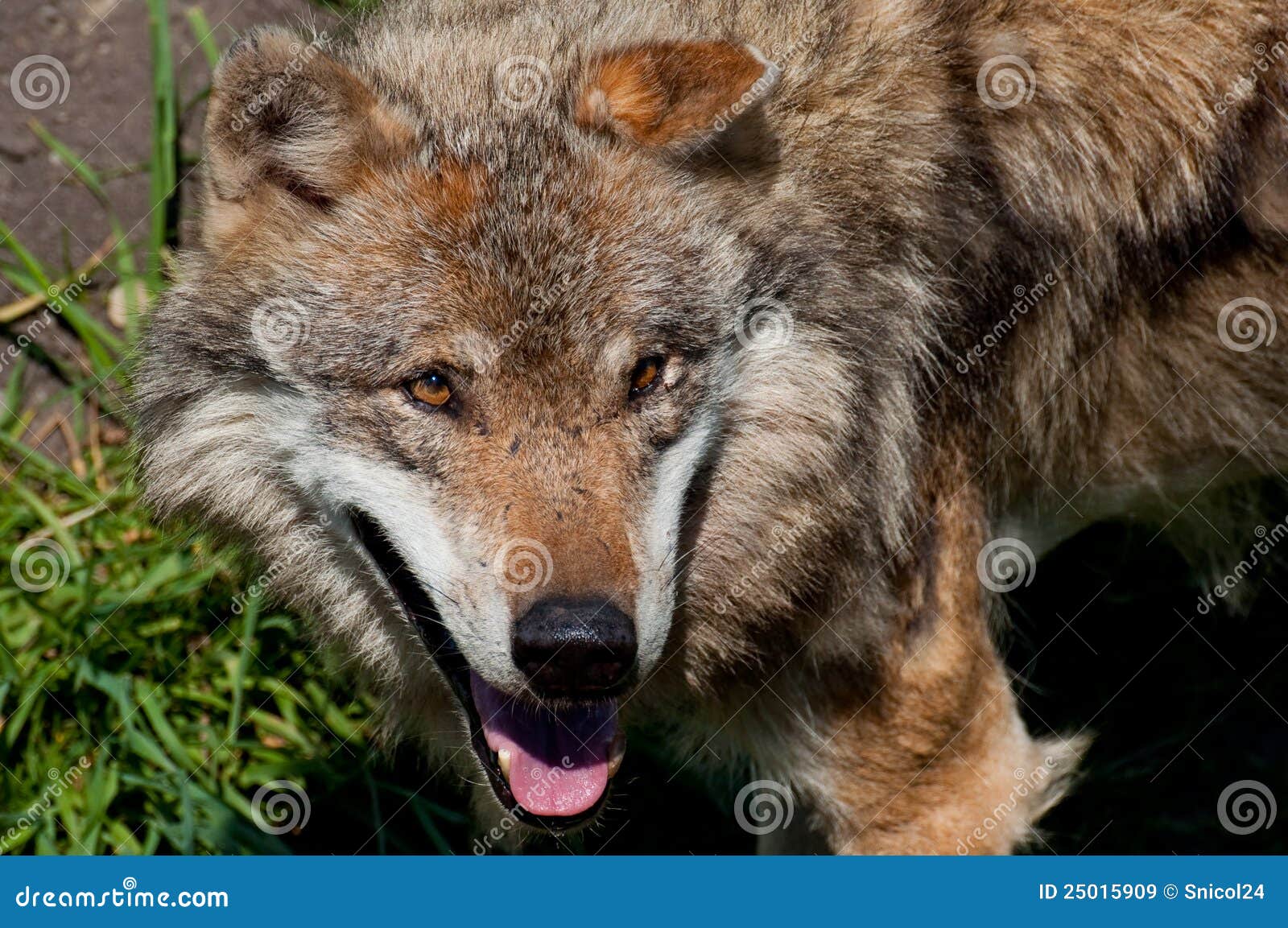 Wolf portrait stock image. Image of resting, wild, head - 25015909