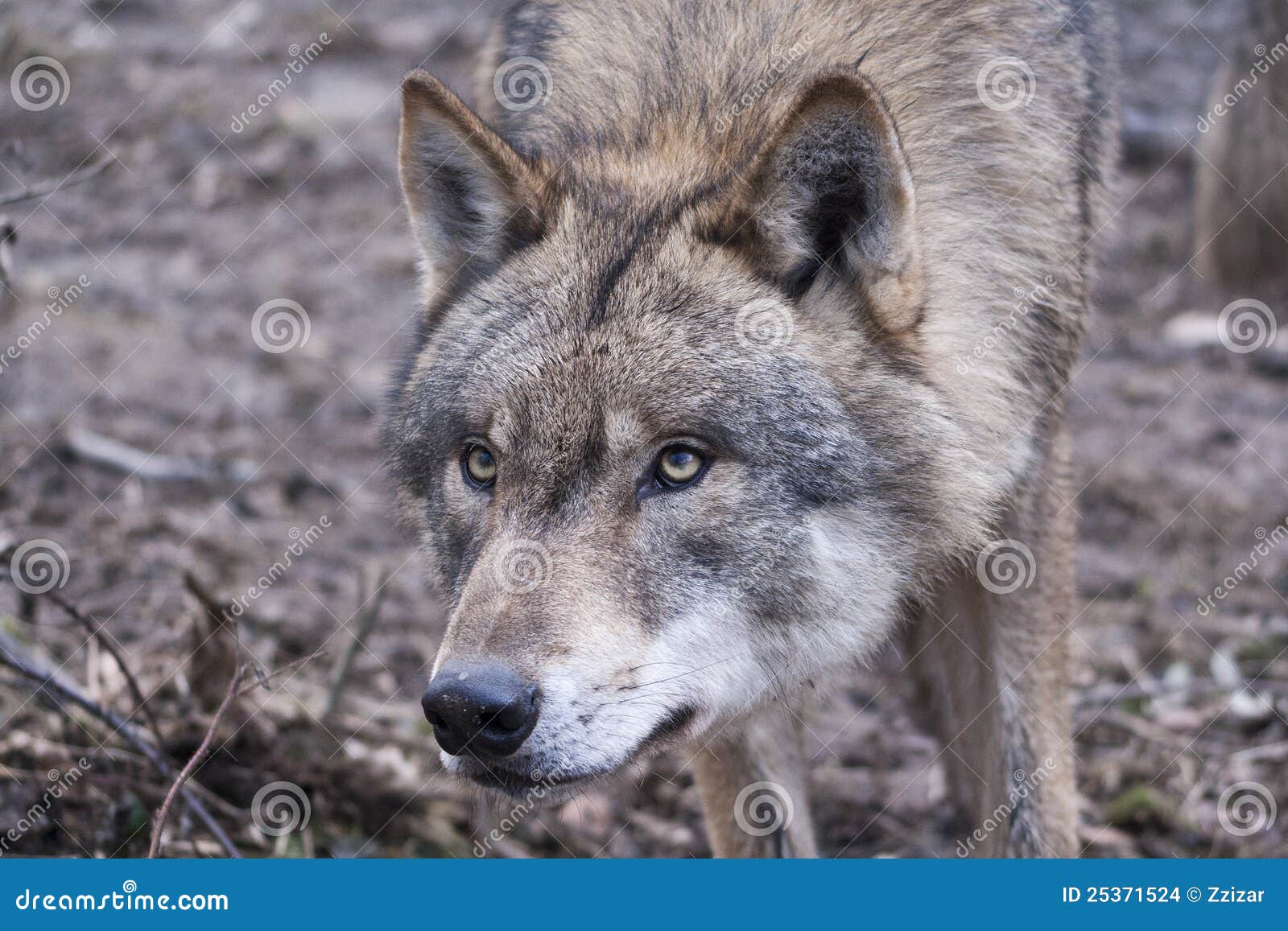 Wolf Portrait stock photo. Image of wildlife, carnivore - 25371524