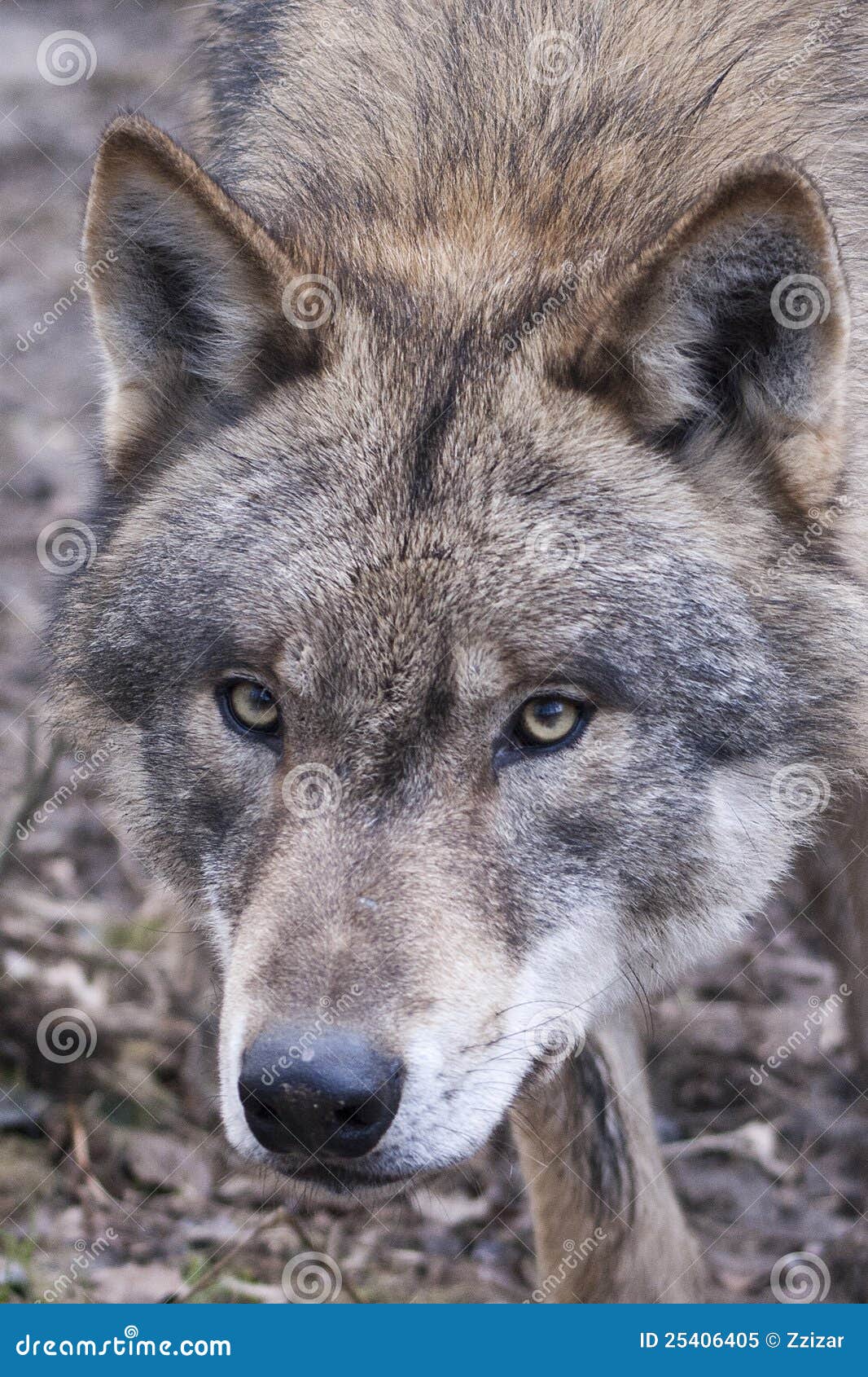 Wolf Portrait stock image. Image of european, forest - 25406405