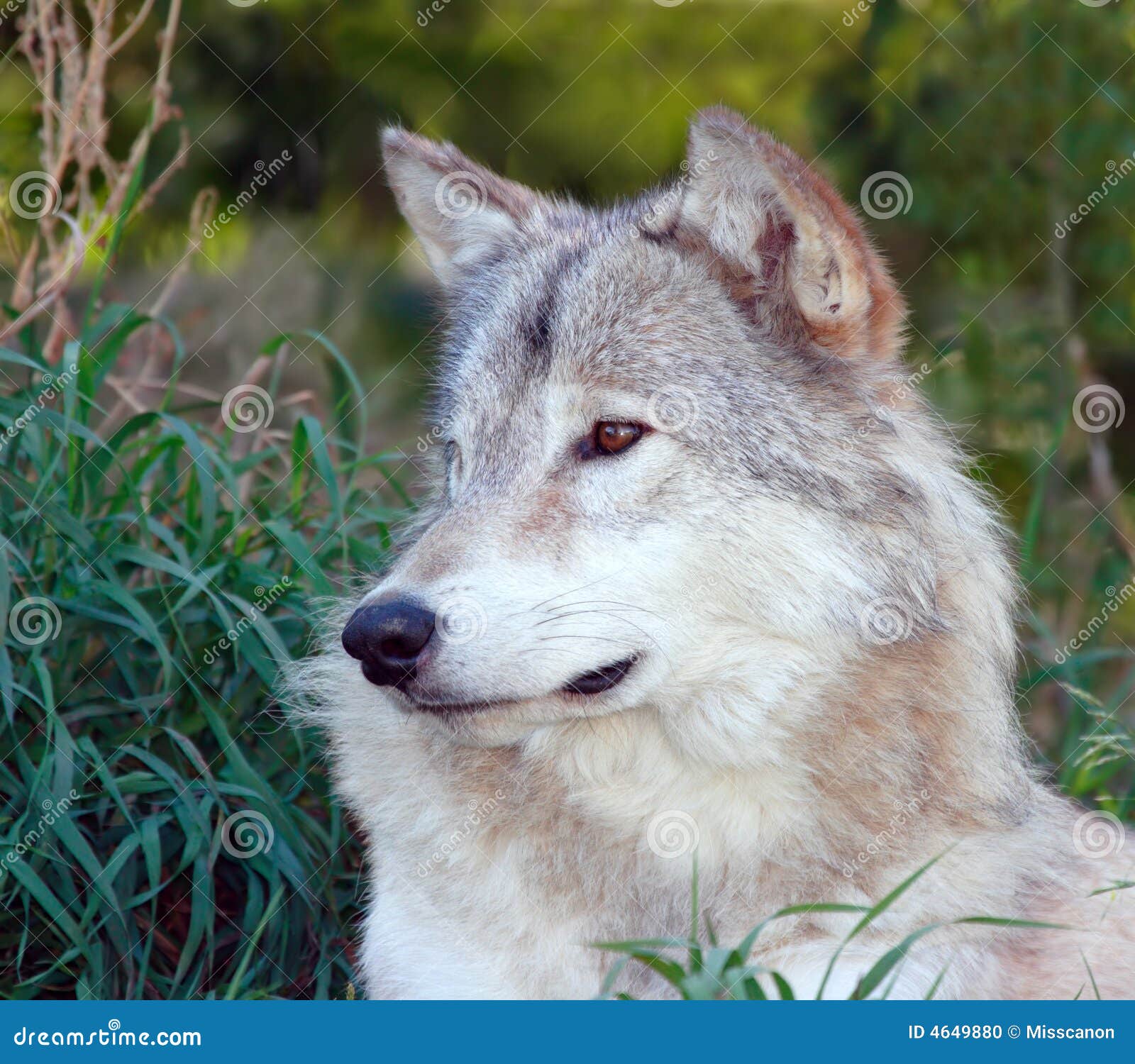 Wolf portrait stock photo. Image of ears, misscanon, beast - 4649880