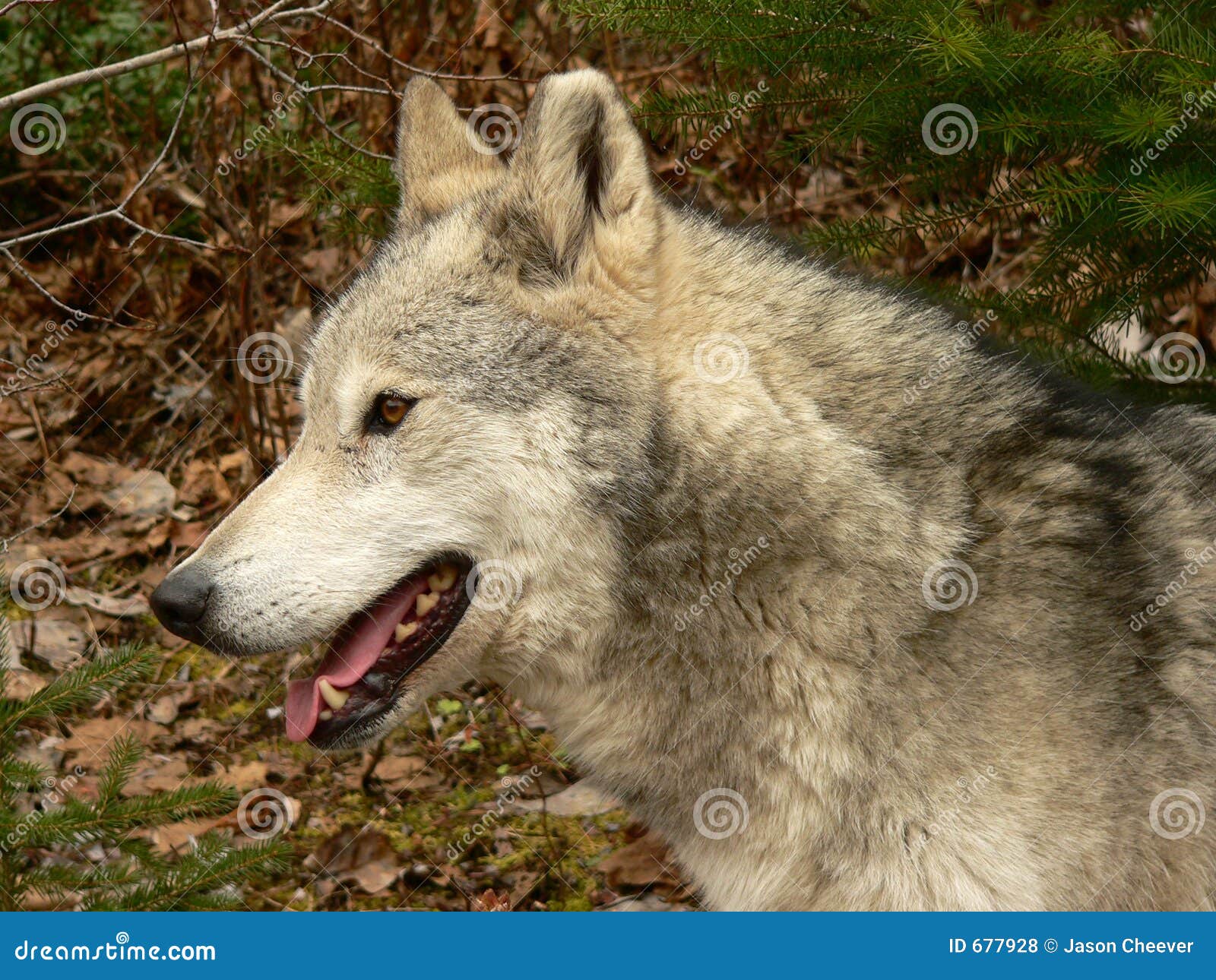 Wolf Portrait stock photo. Image of face, alpha, natural - 677928