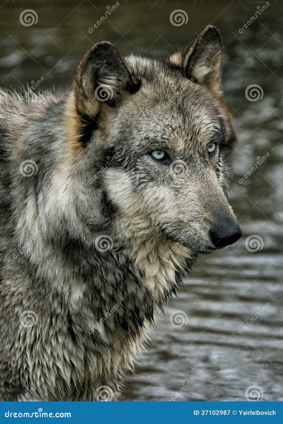 Wolf portrait stock image. Image of carnivore, animal - 37102987