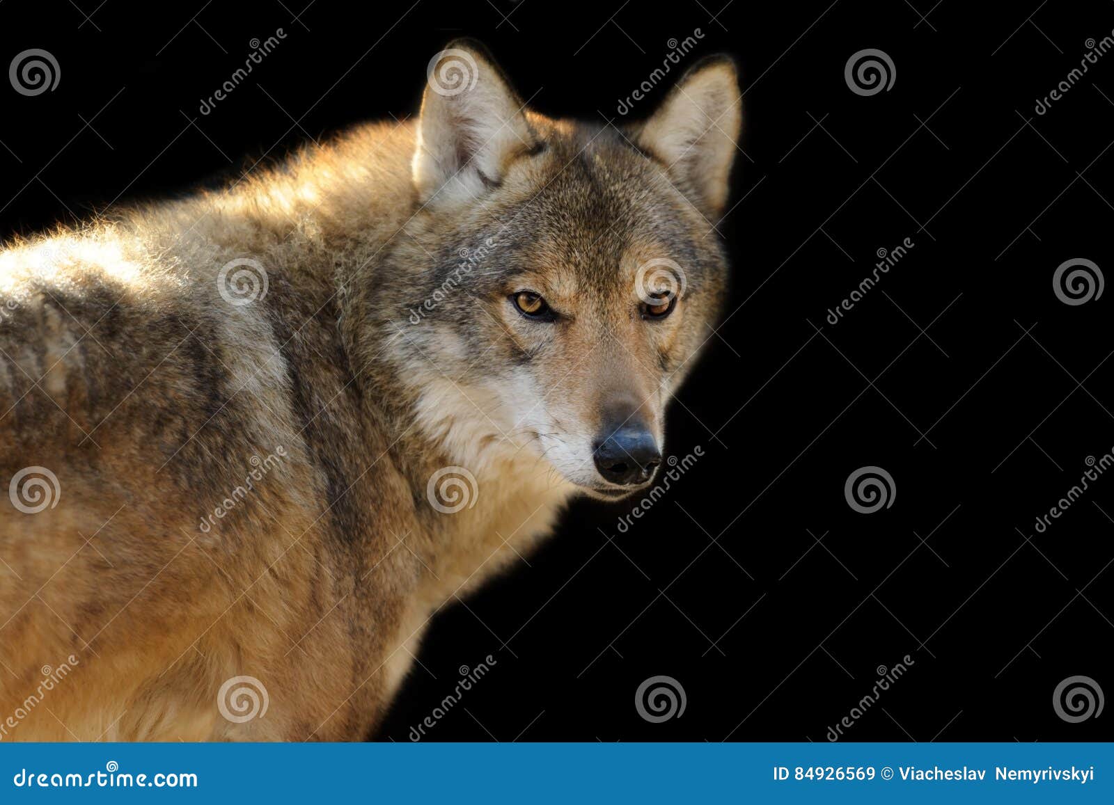 Wolf Portrait Stock Photography | CartoonDealer.com #57889898