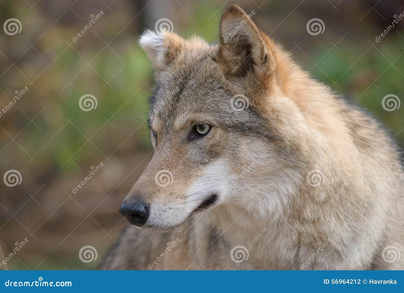 Wolf portrait stock photo. Image of wildlife, closeup - 56964212