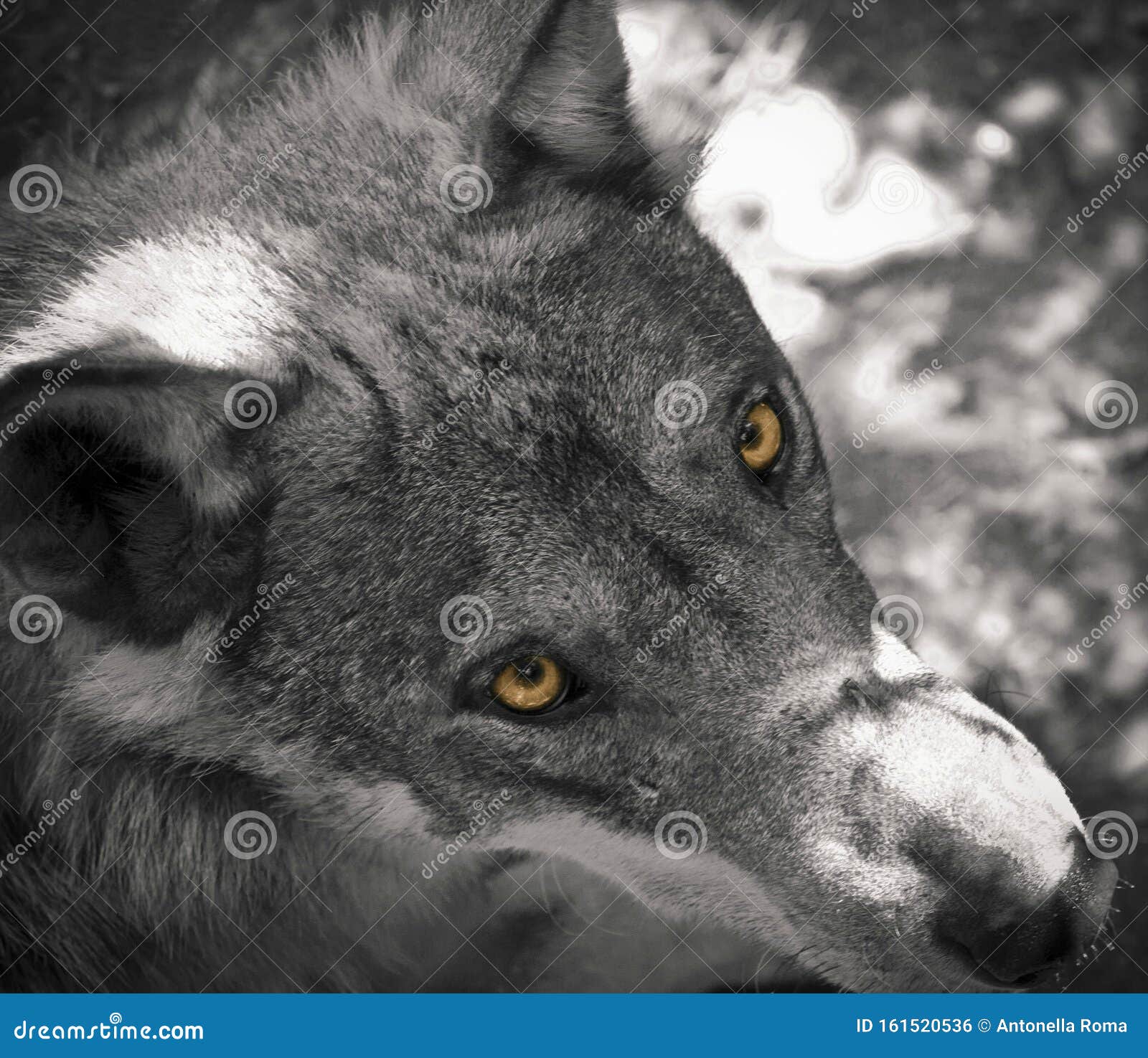 Wolf Portrait in the Forest Stock Photo - Image of white, nose: 161520536