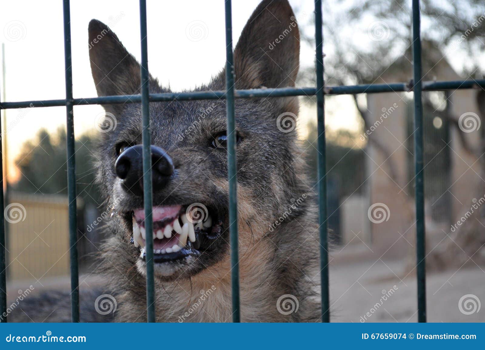 Wolf portrait stock photo. Image of agressive, enclosed - 67659074