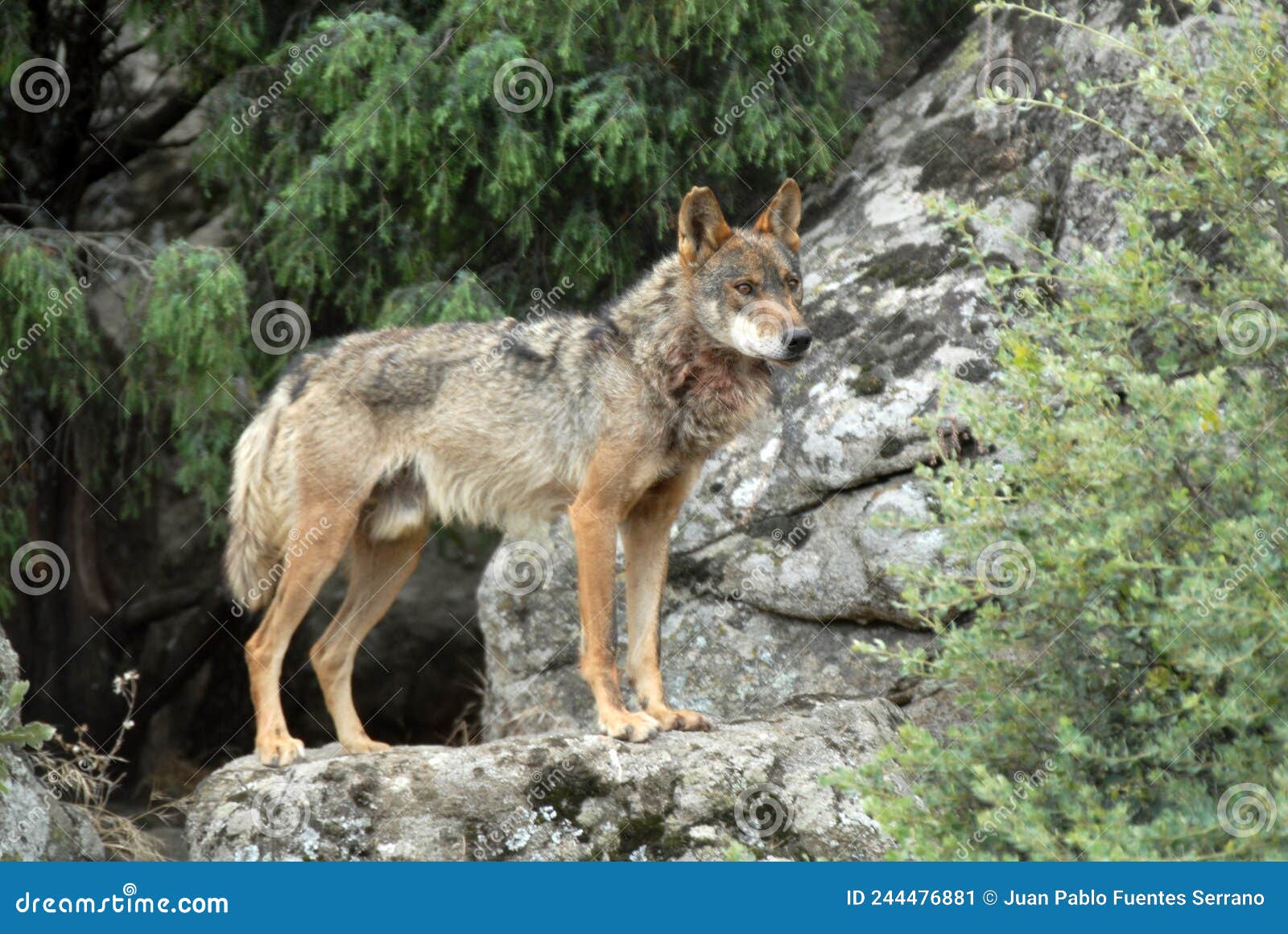 Wolf Walks through the Field by Day Stock Image - Image of eagle, wolf ...