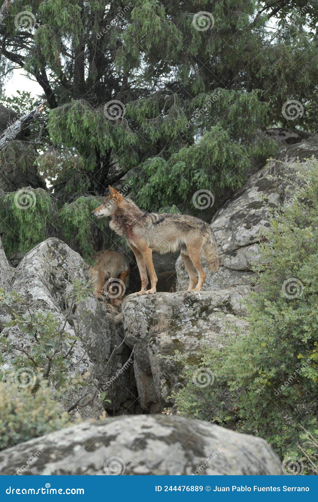 Wolf Walks through the Field by Day Stock Image - Image of dogs, marsh ...