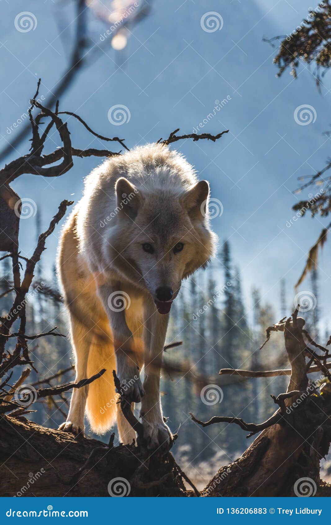 Wolf Posing on Log stock image. Image of creek, creekcurious - 136206883