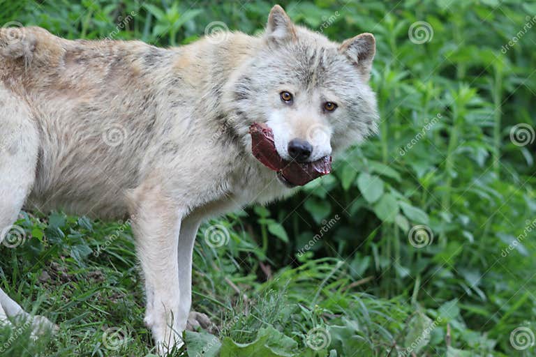 Wolf with prey stock image. Image of spring, outdoors - 14414767
