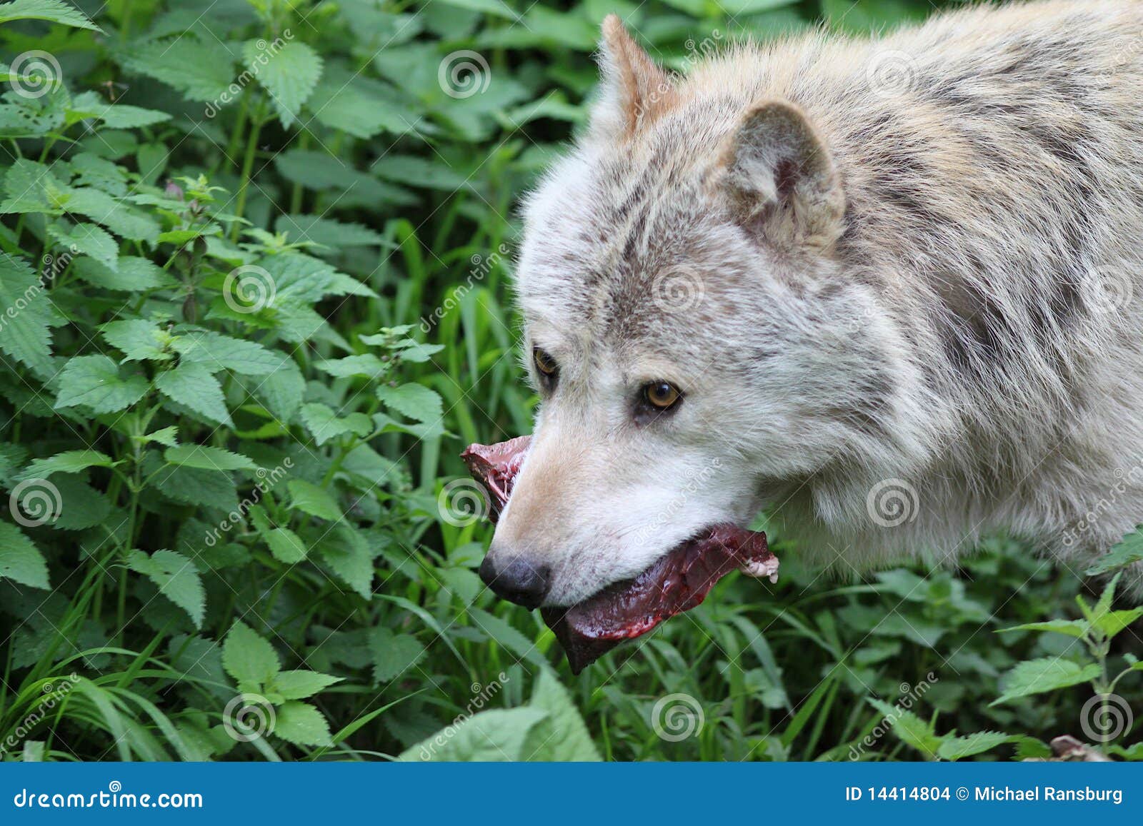 Wolf with prey stock photo. Image of cute, eyes, wild - 14414804