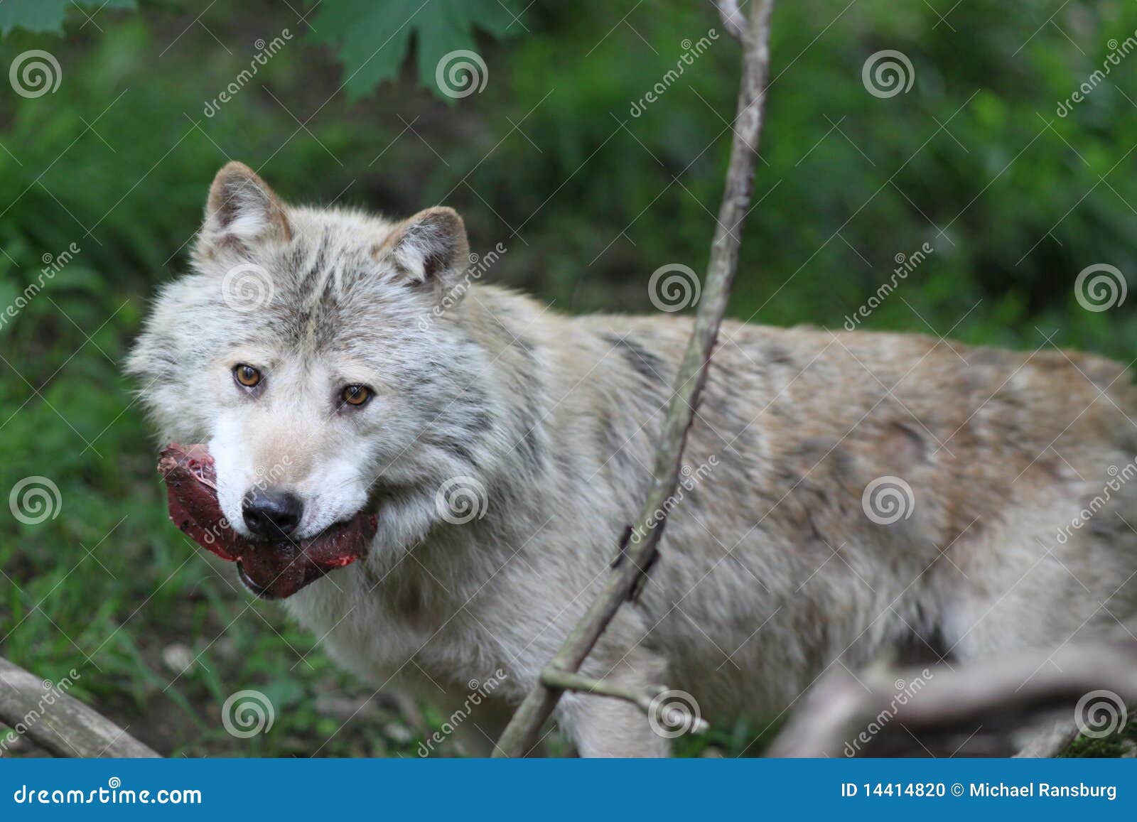 Wolf with prey stock photo. Image of hungry, outdoors - 14414820