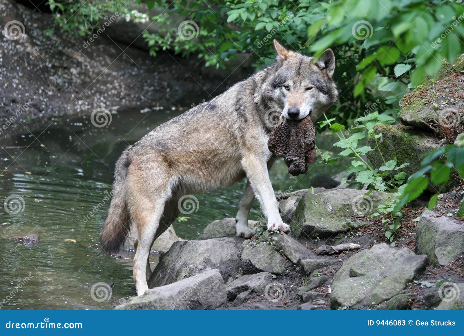 Wolf with a prey stock image. Image of eyes, wild, wolves - 9446083