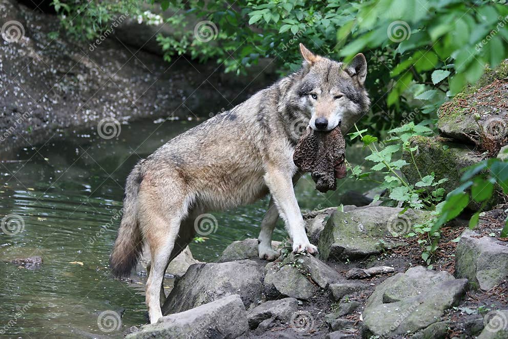 Wolf with a prey stock image. Image of eyes, wild, wolves - 9446083