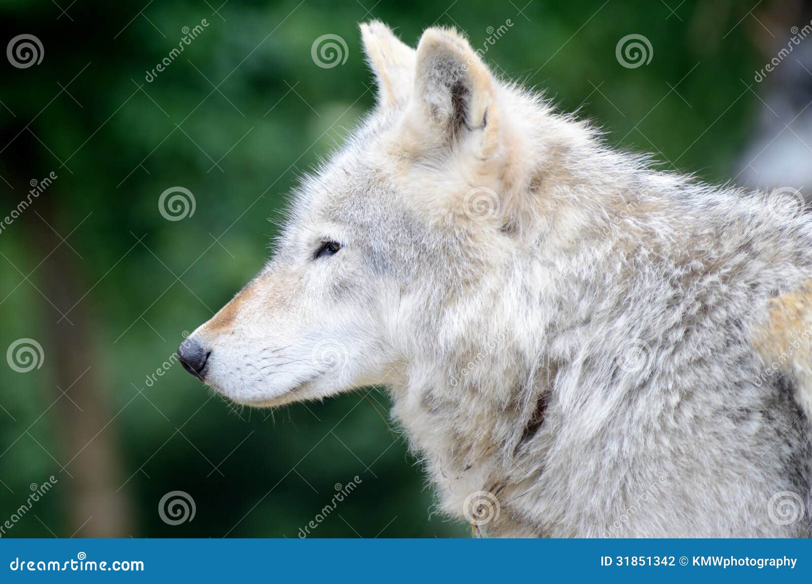 Wolf Head Side Profile