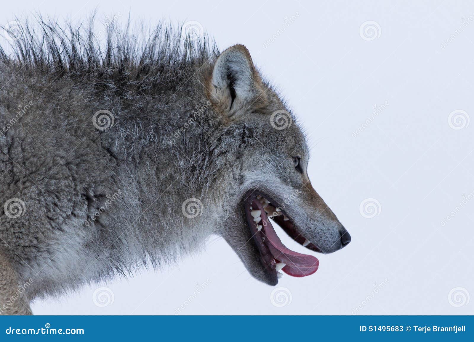 Wolf profile stock image. Image of arctic, wildlife, profile - 51495683