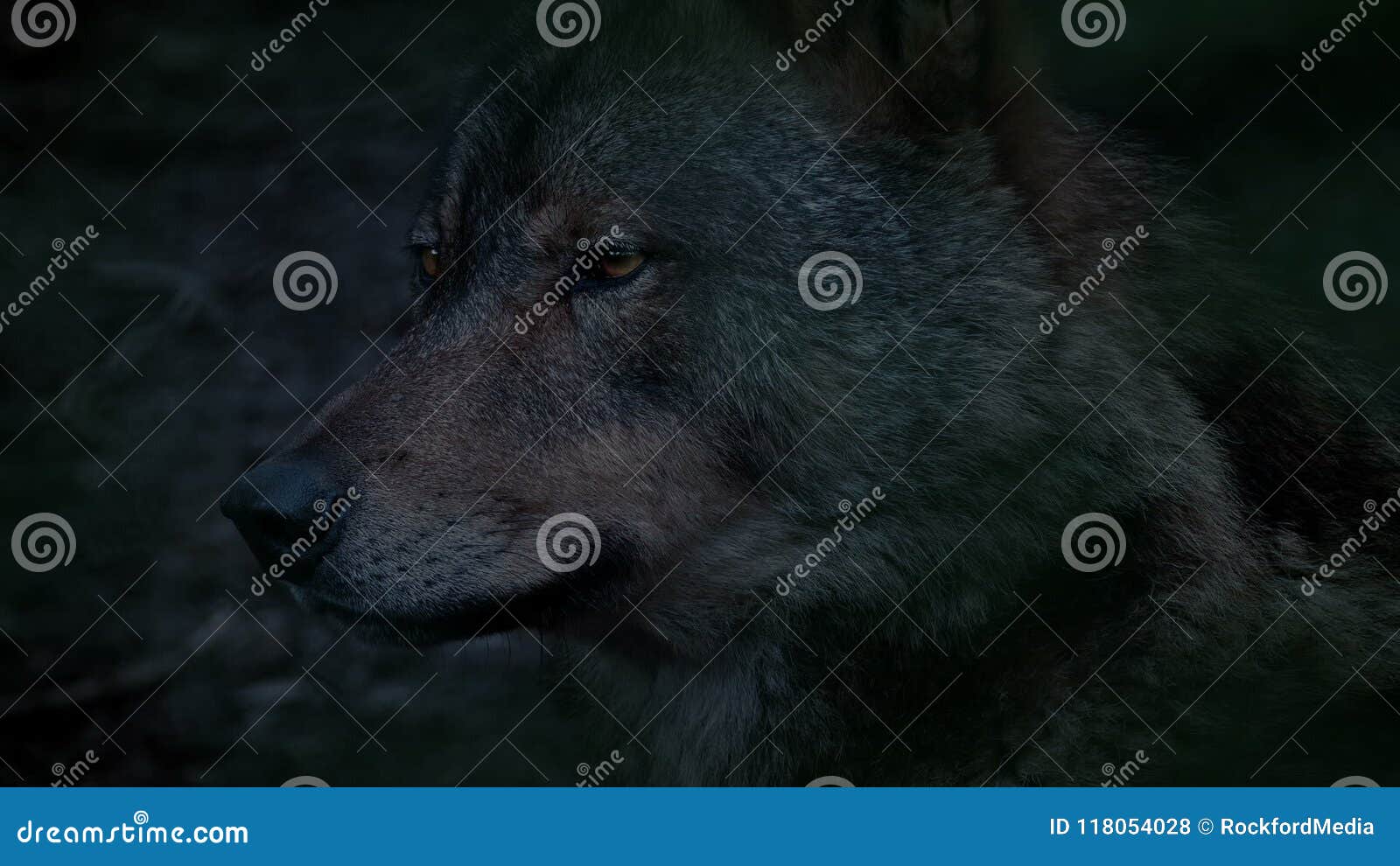 Wolf Profile View in the Evening Stock Footage - Video of looks ...