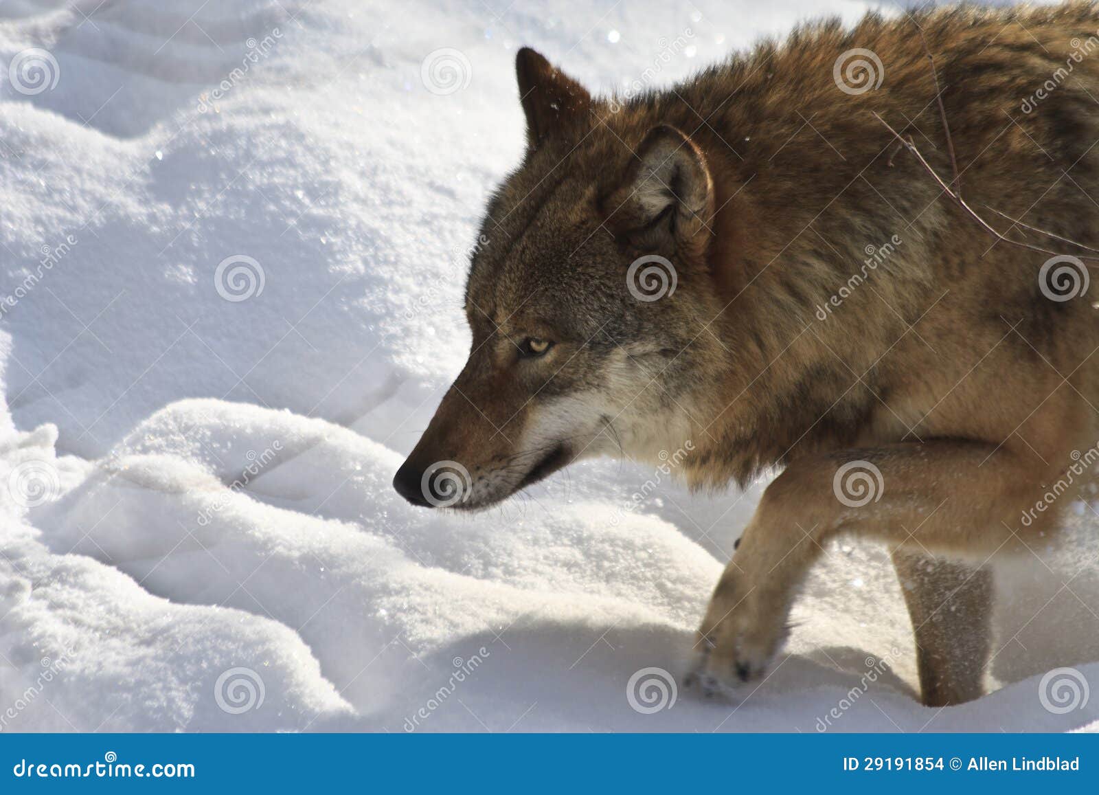 Wolf on the Prowl stock photo. Image of hunting, track - 29191854