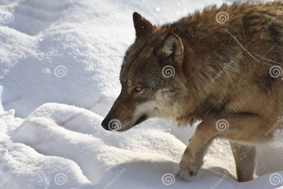 Wolf on the Prowl stock photo. Image of hunting, track - 29191854