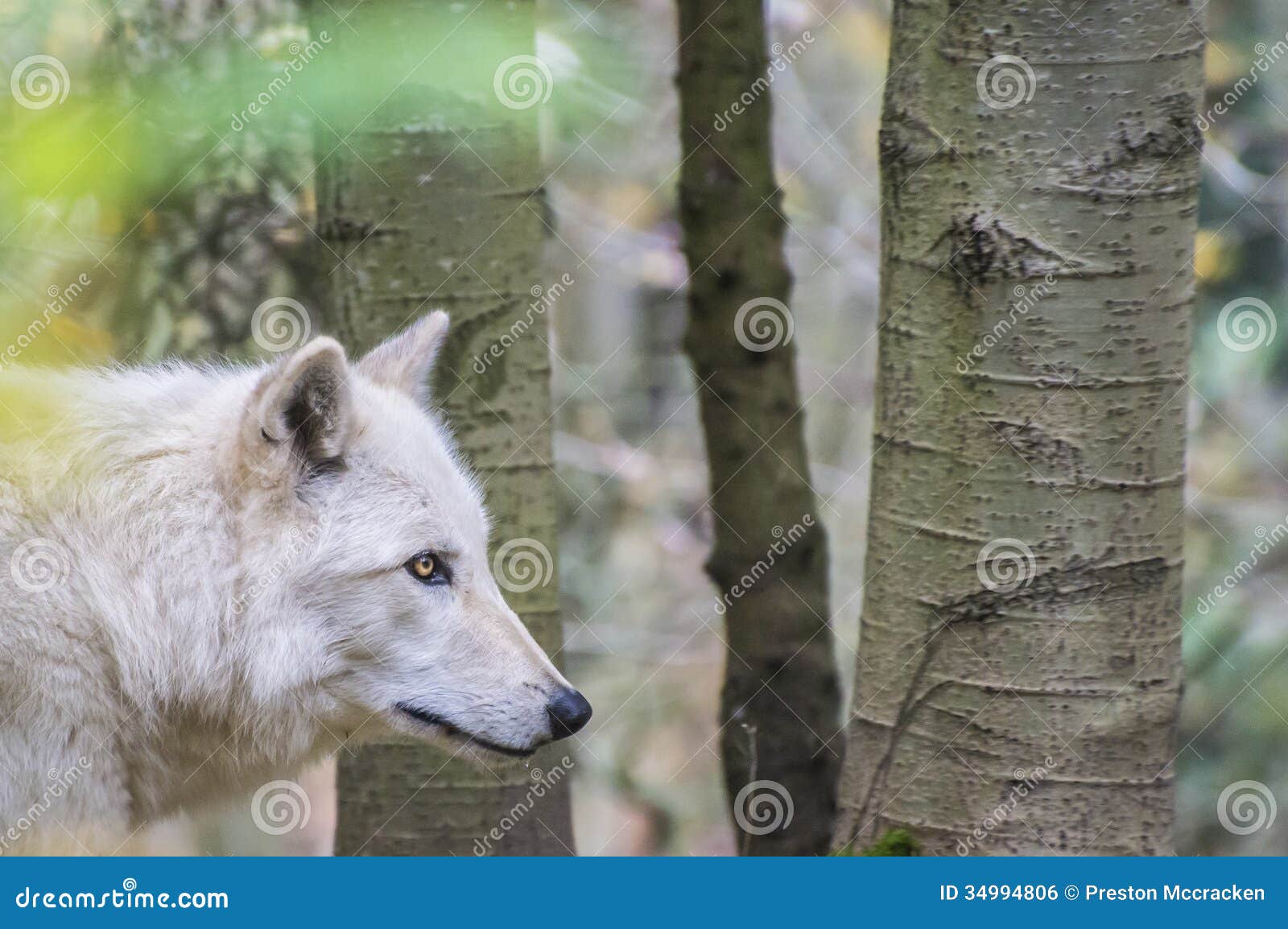 Wolf on the Prowl stock photo. Image of outdoors, forest - 34994806