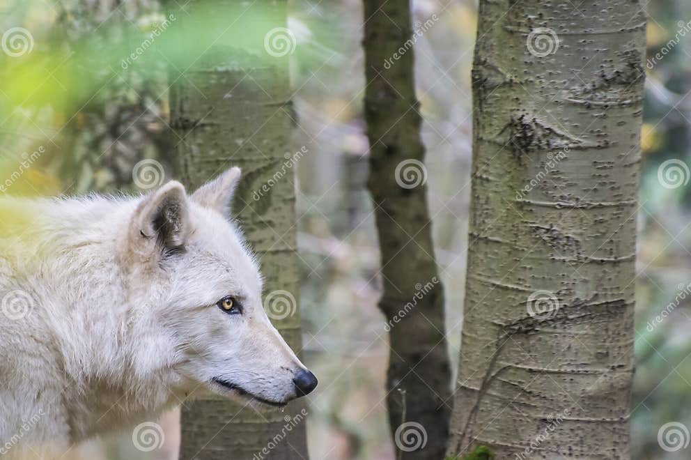 Wolf on the Prowl stock photo. Image of outdoors, forest - 34994806