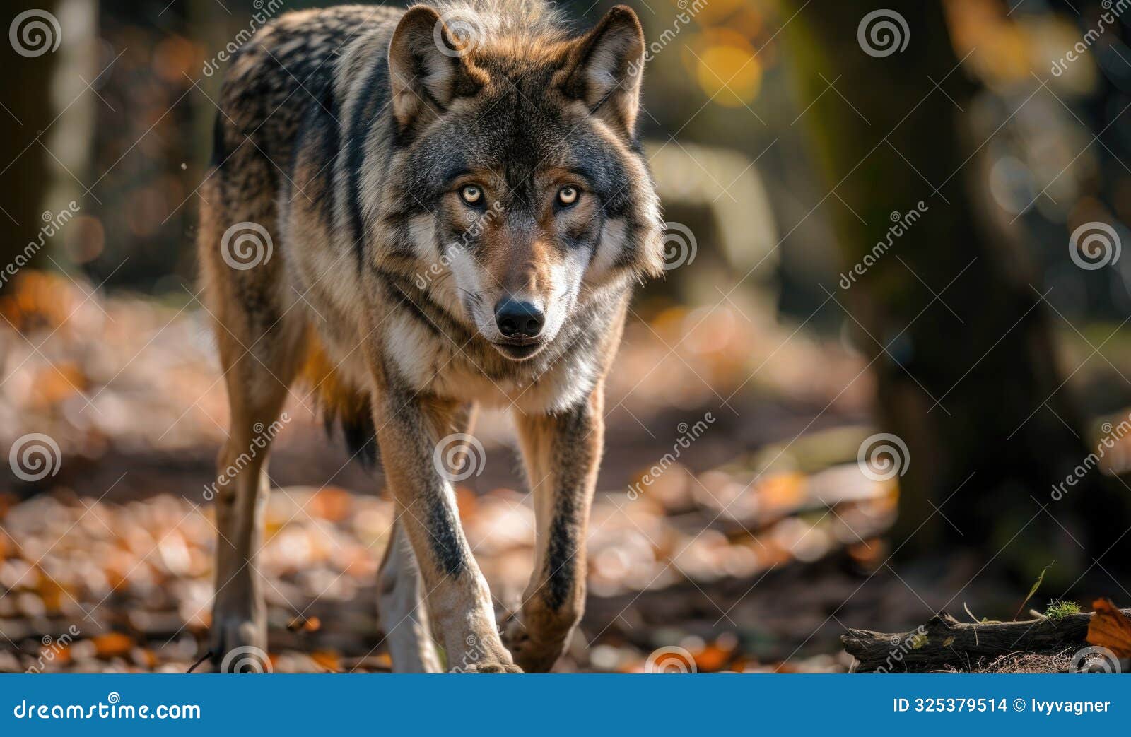 Wolf Prowling through the Forest Stock Photo - Image of forest ...