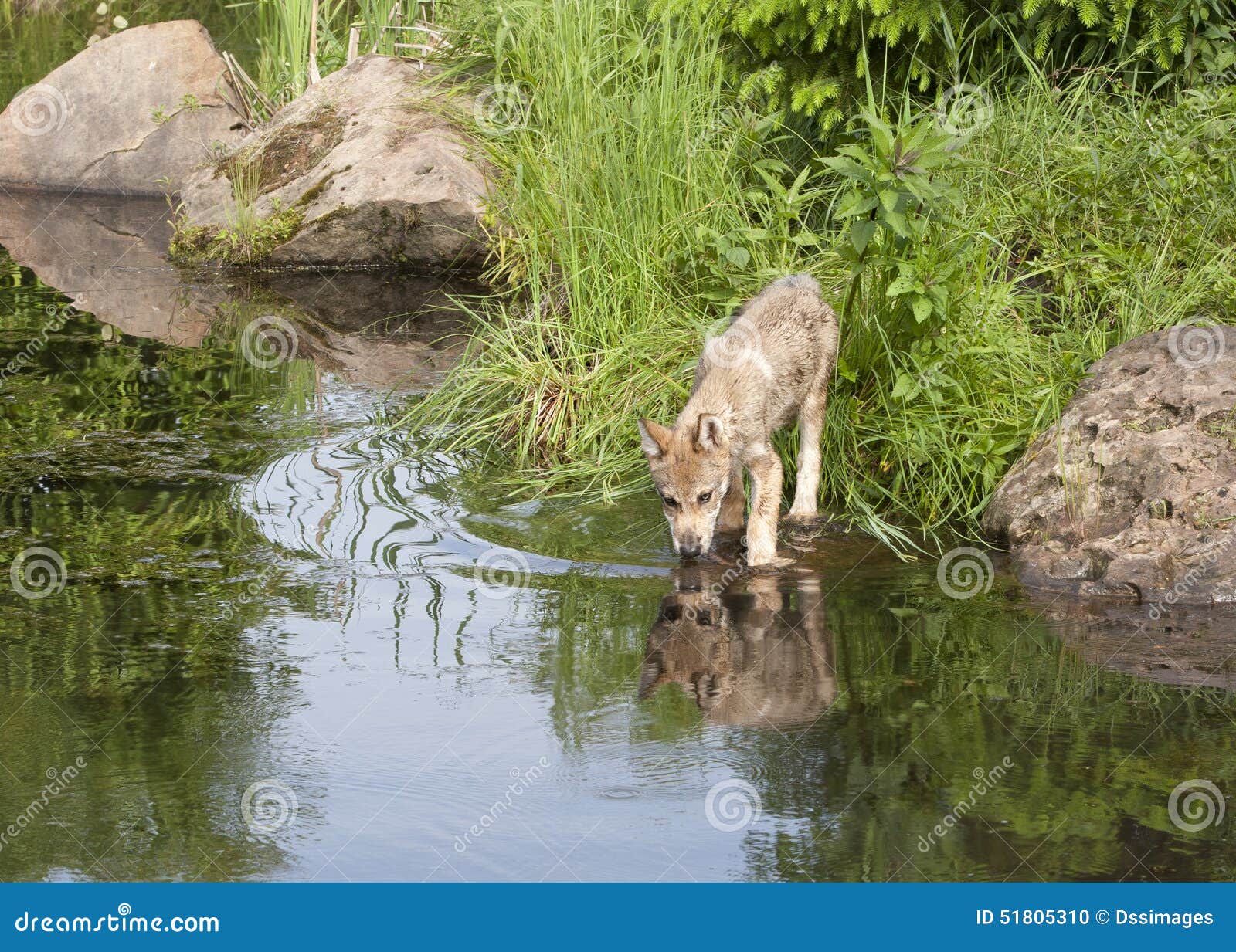Wolf Pup Drinking from Lake with Clear Reflection Stock Photo - Image ...