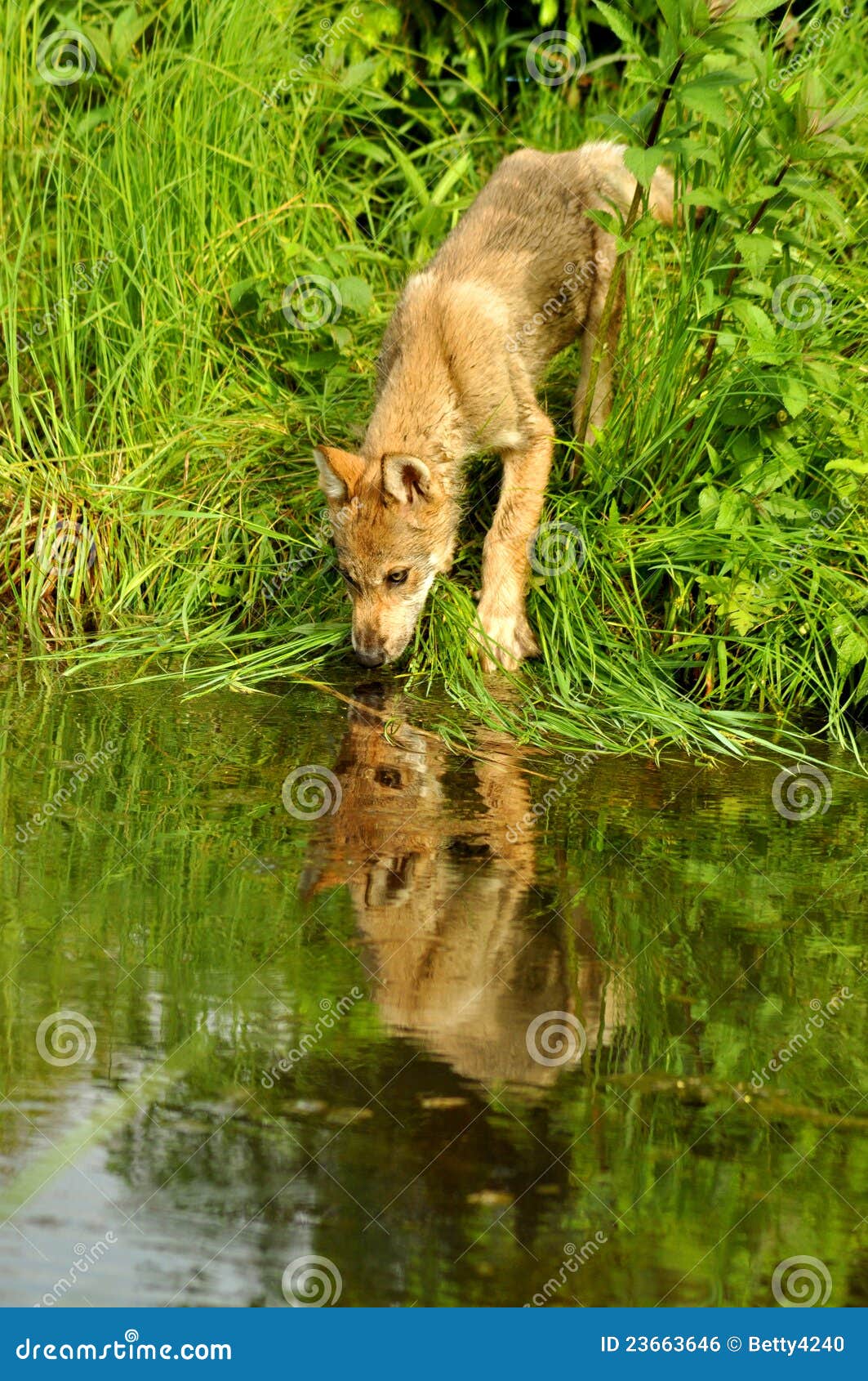 Wolf Pup Drinking Water with Reflections. Stock Photo - Image of ...