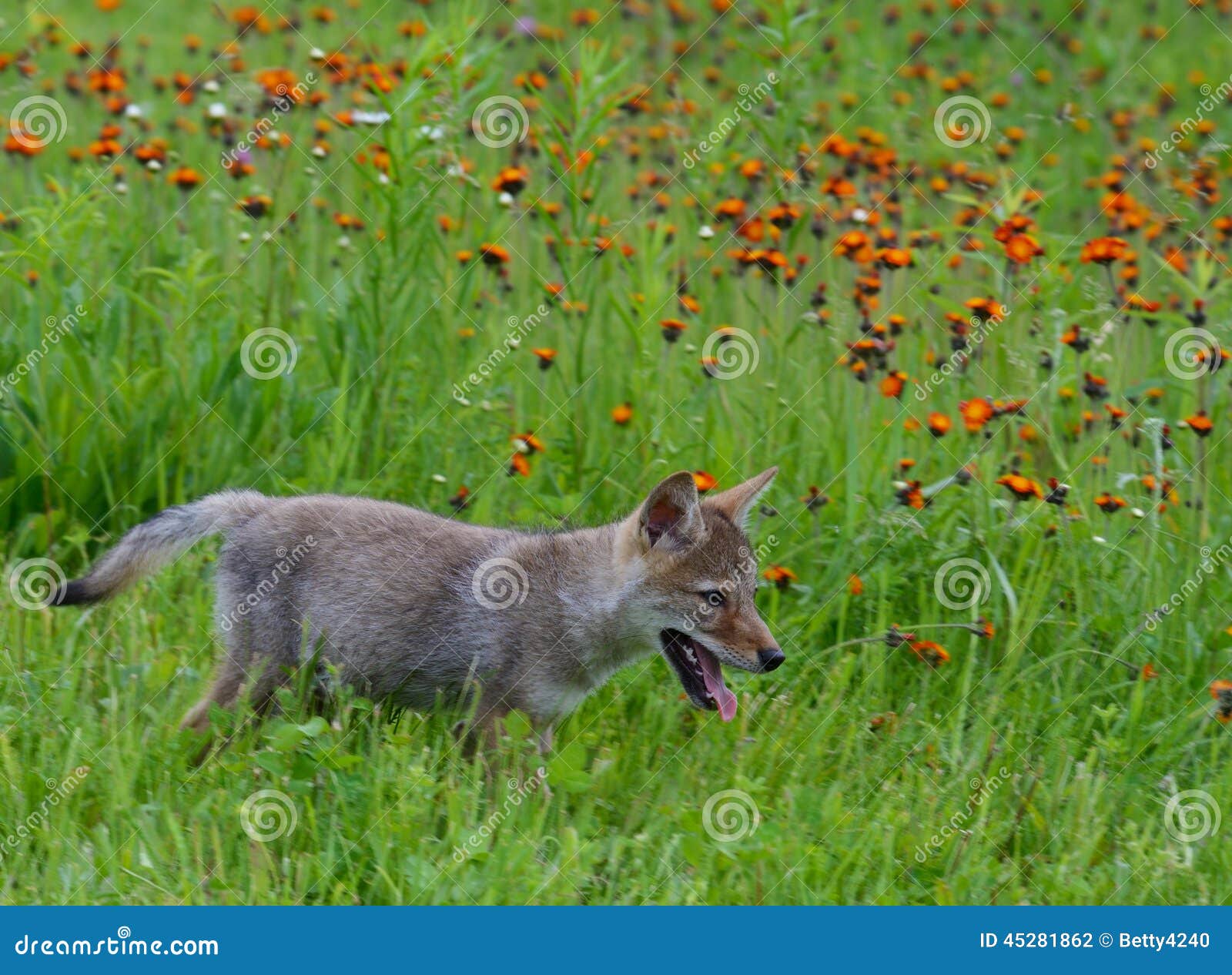 Wolf Pup in a Field of Orange Wildflowers. Stock Photo - Image of back ...