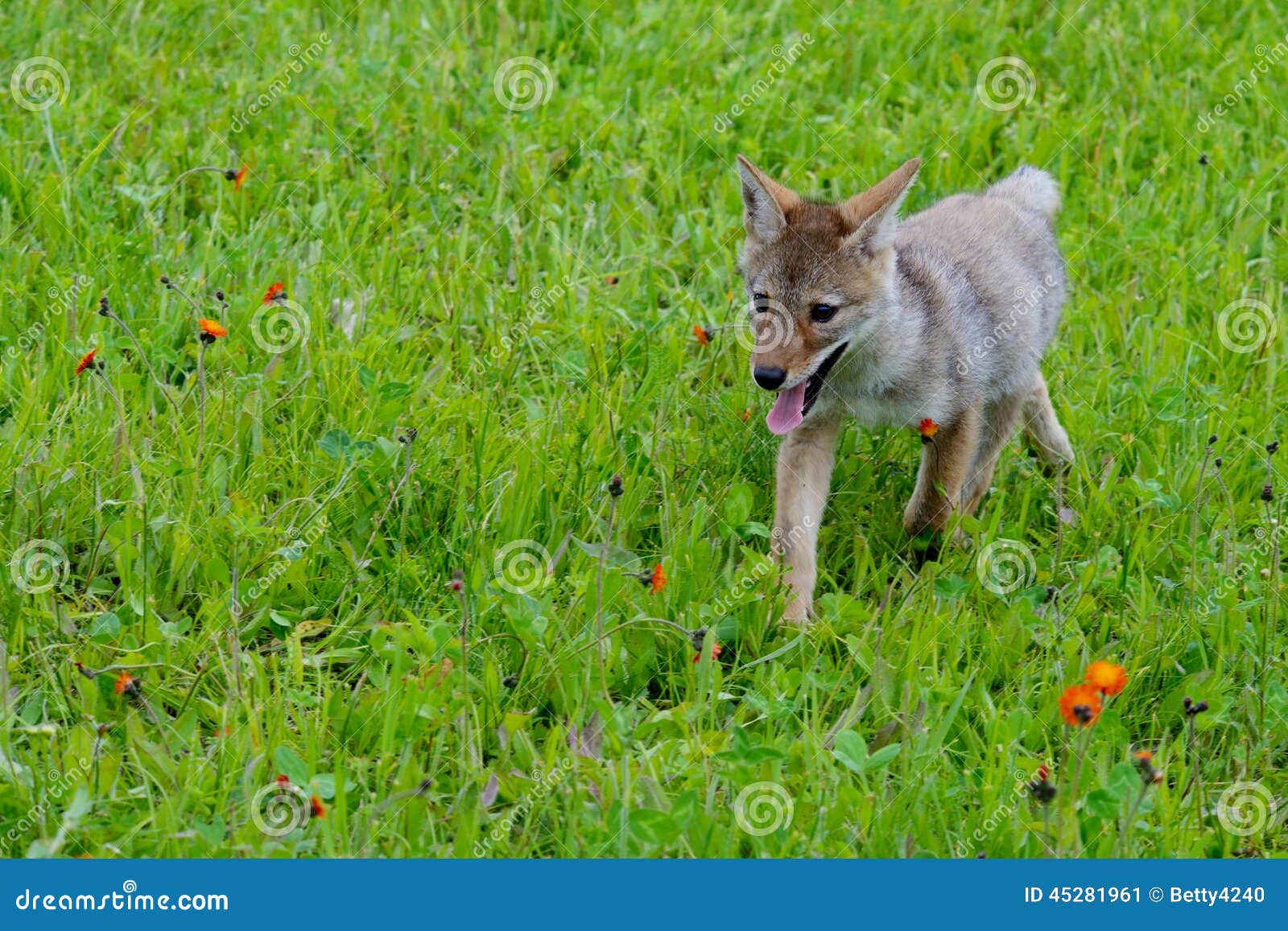 Wolf Pup in a Field of Orange Wildflowers. Stock Image - Image of eyes ...