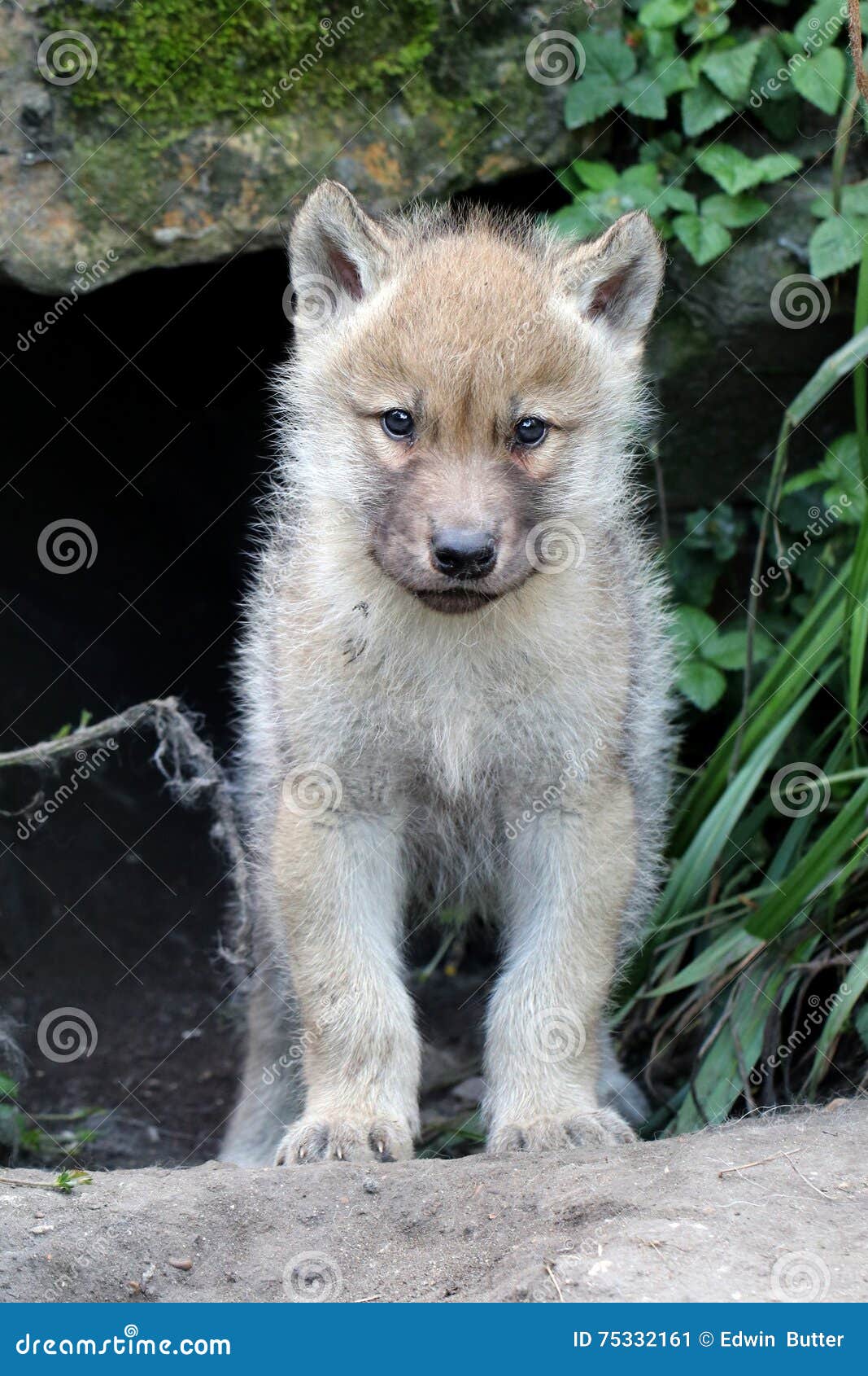 Wolf pup stock image. Image of nest, carnivore, nature - 75332161
