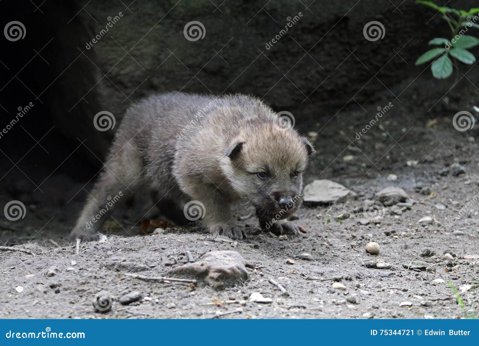 Wolf pup stock image. Image of grey, predator, wolf, wild - 75344721