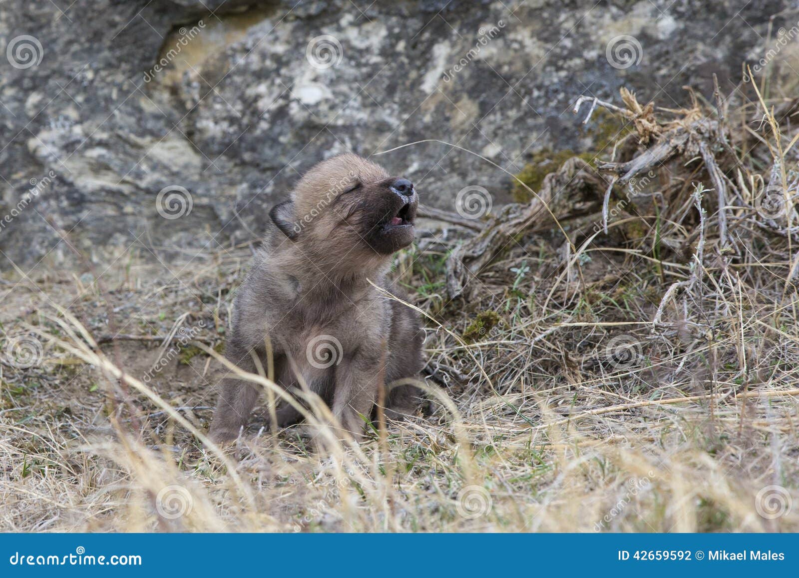 Wolf Pup Howling for Mother Stock Photo - Image of landscape, america ...